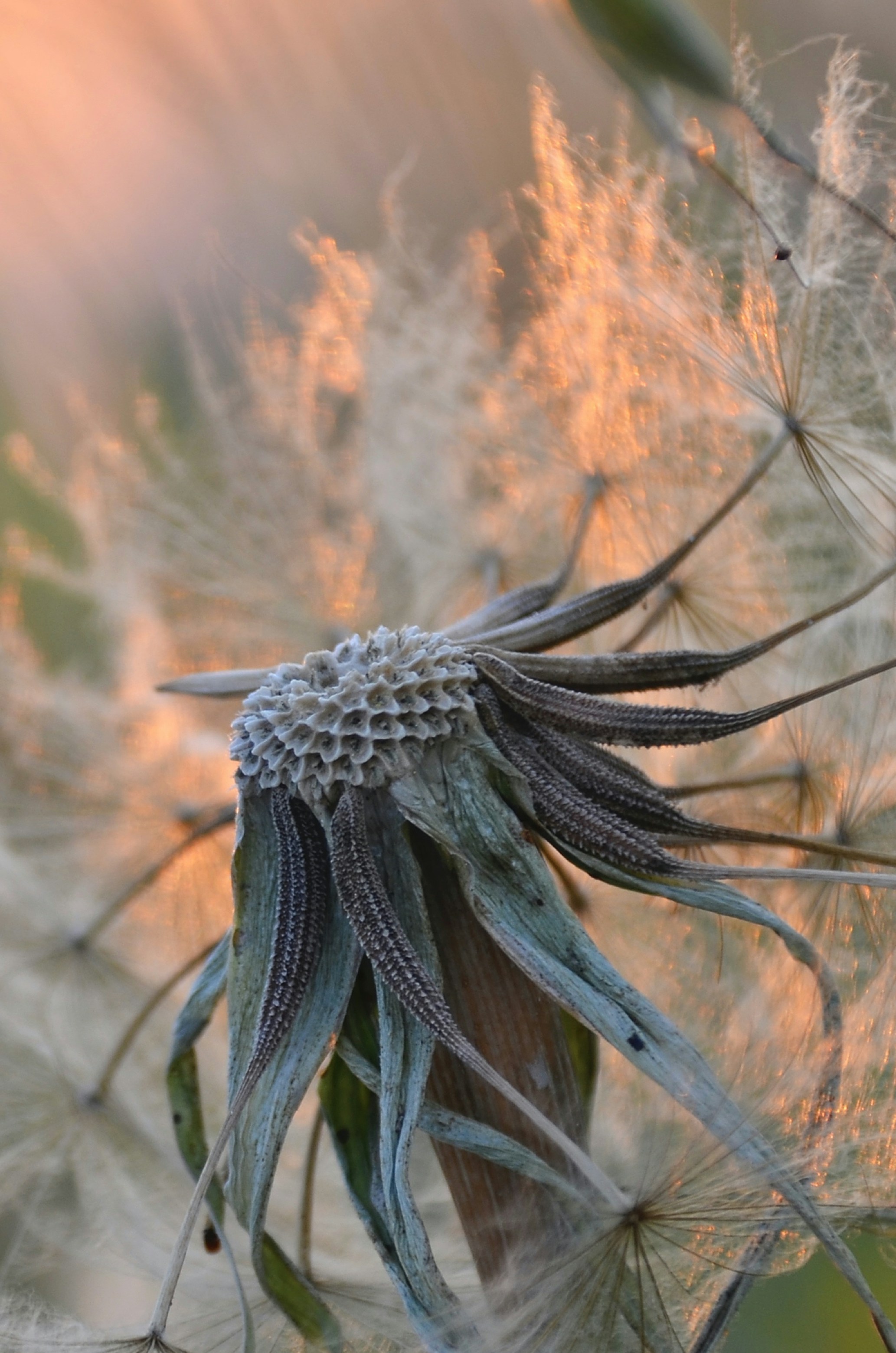 Gray plant in close up photography photo – Free Plant Image on Unsplash