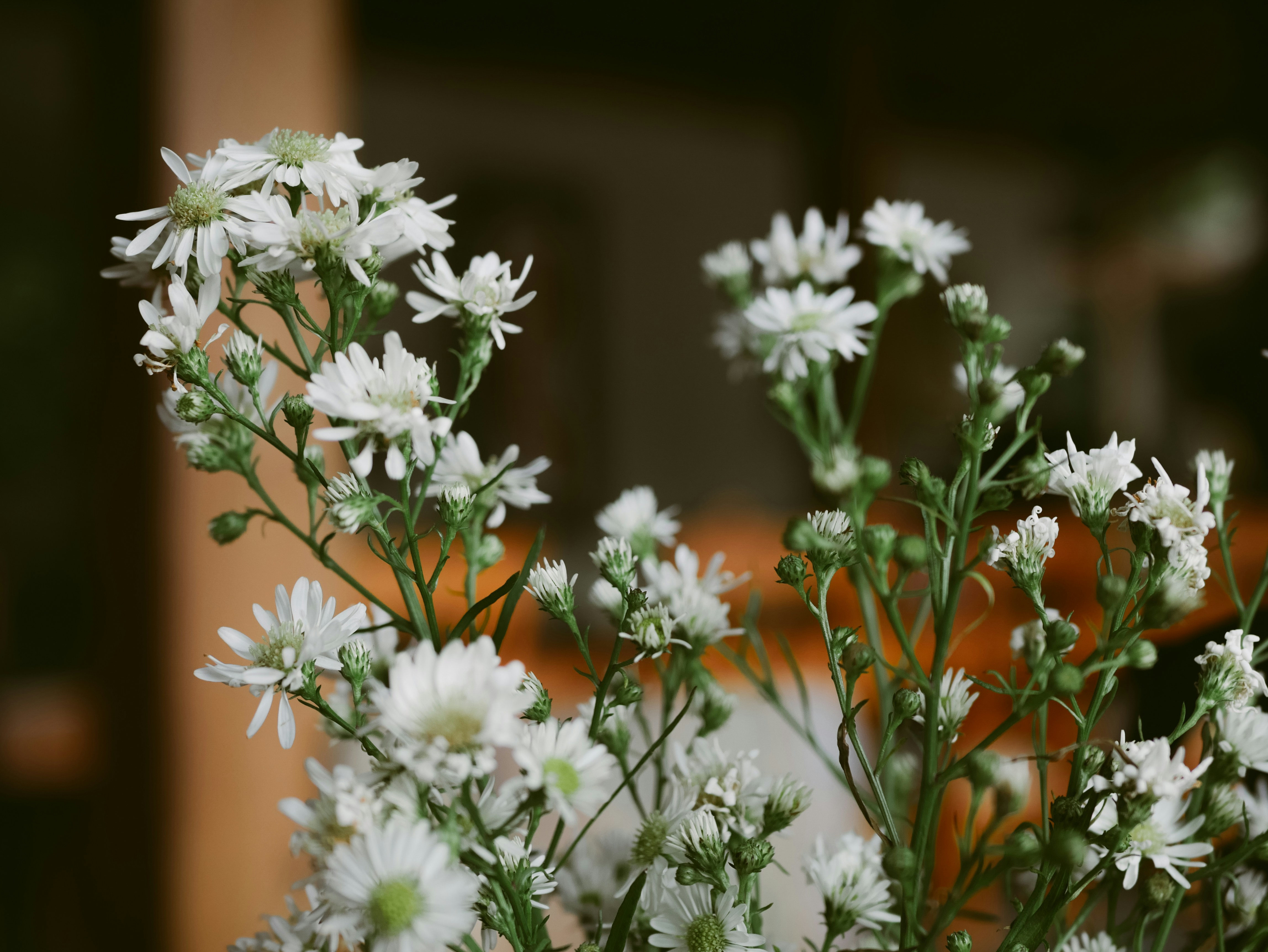 Delicate white flowers gracefully arranged, capturing the essence of a serene indoor setting. The soft focus highlights their intricate details.