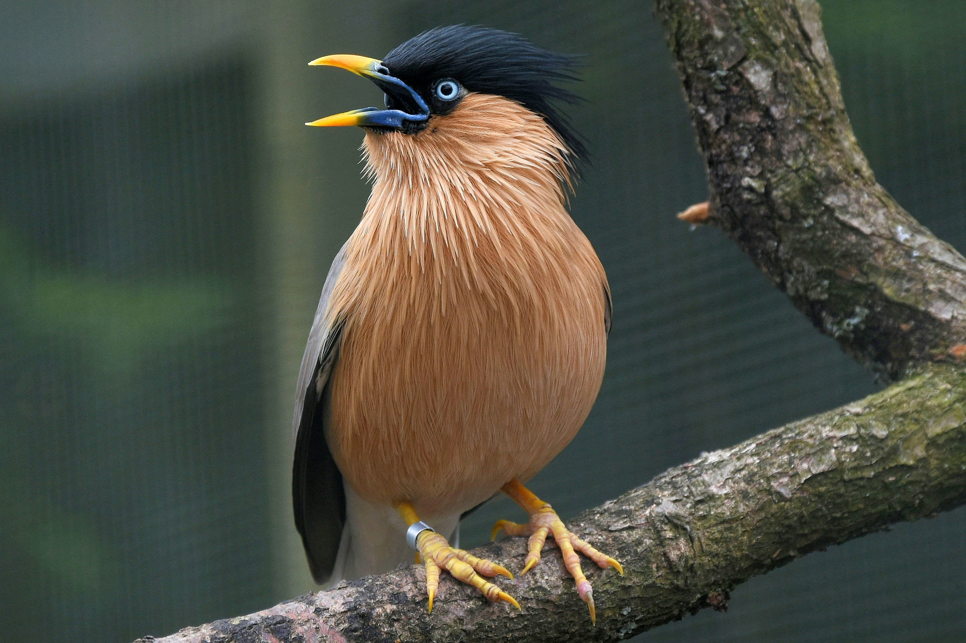 Crested Ember on a Branch: A Close-Up Aviary Portrait
