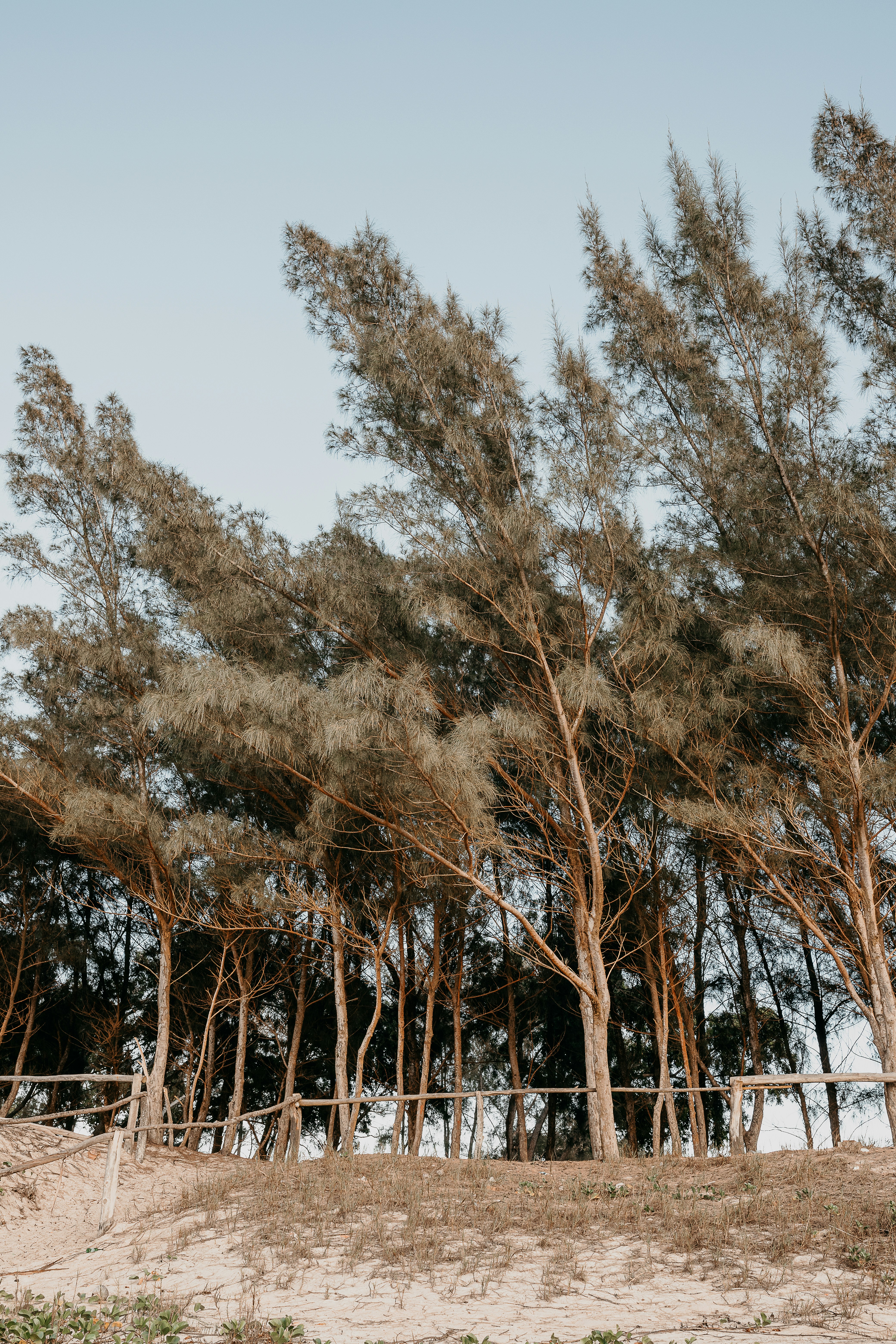 Pine Sentinels at the Dune's Edge
