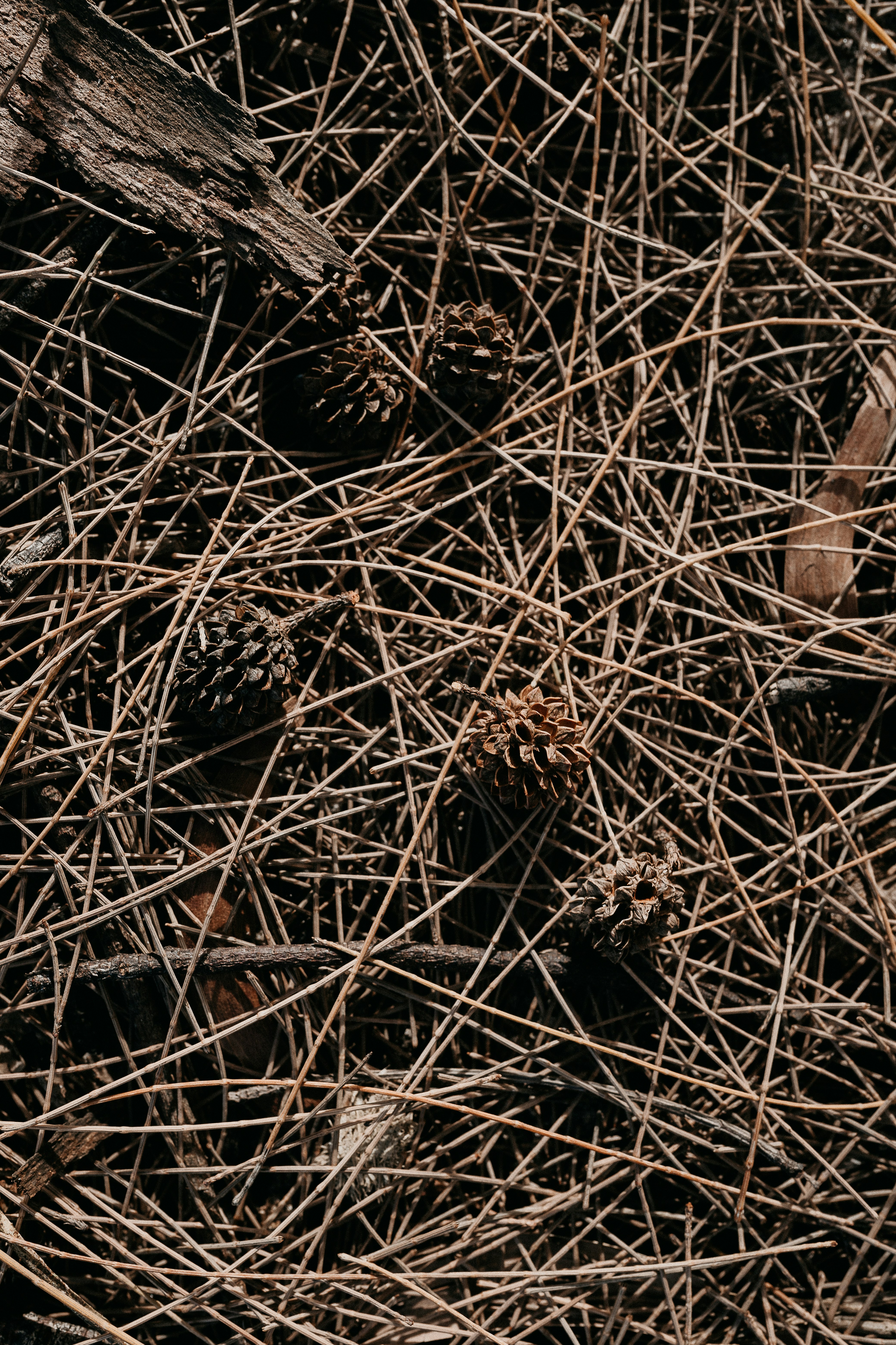 Twigs Pictures | Download Free Images on Unsplash