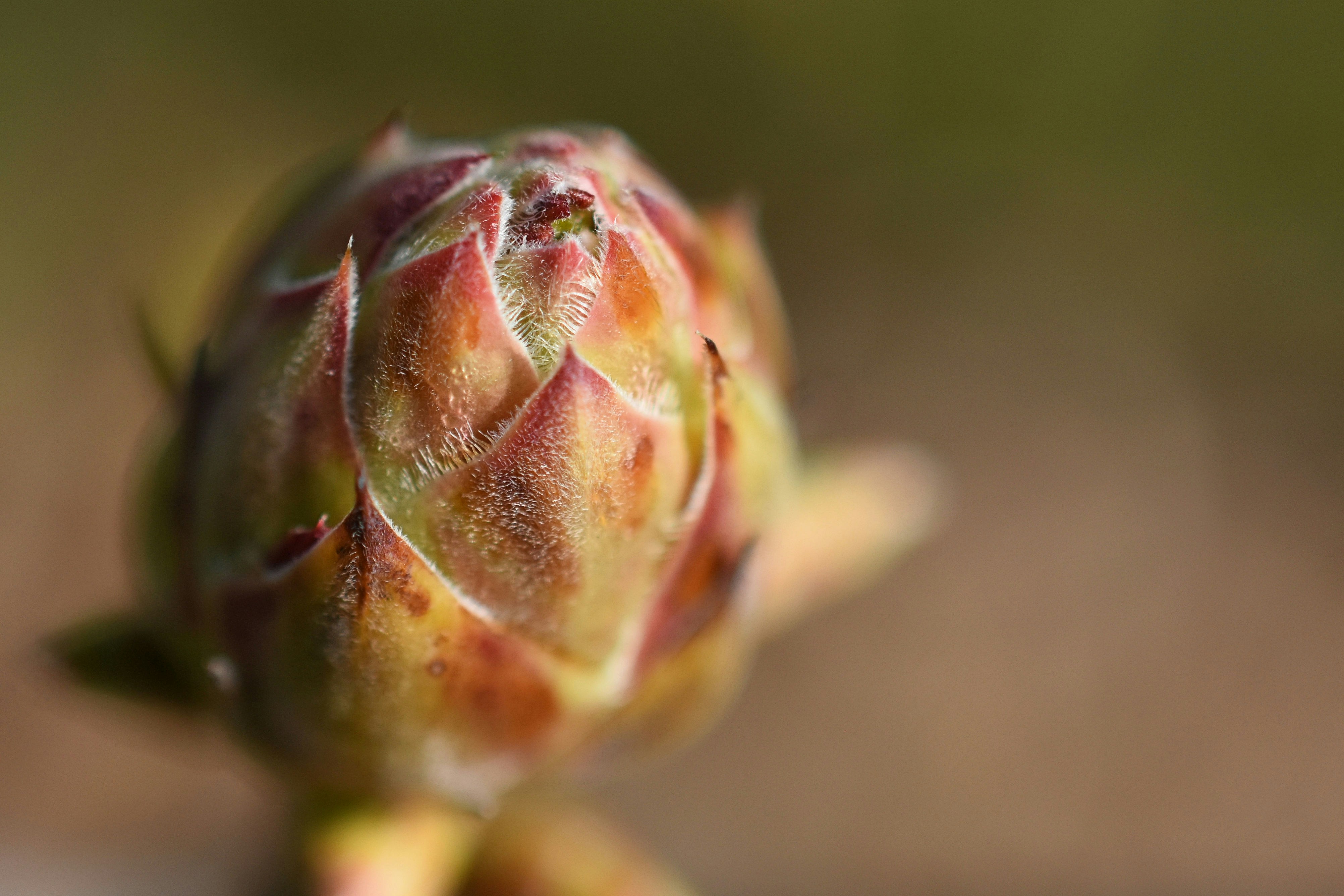 Foto Capullo de flor verde y rojo en fotografía de primer plano ...