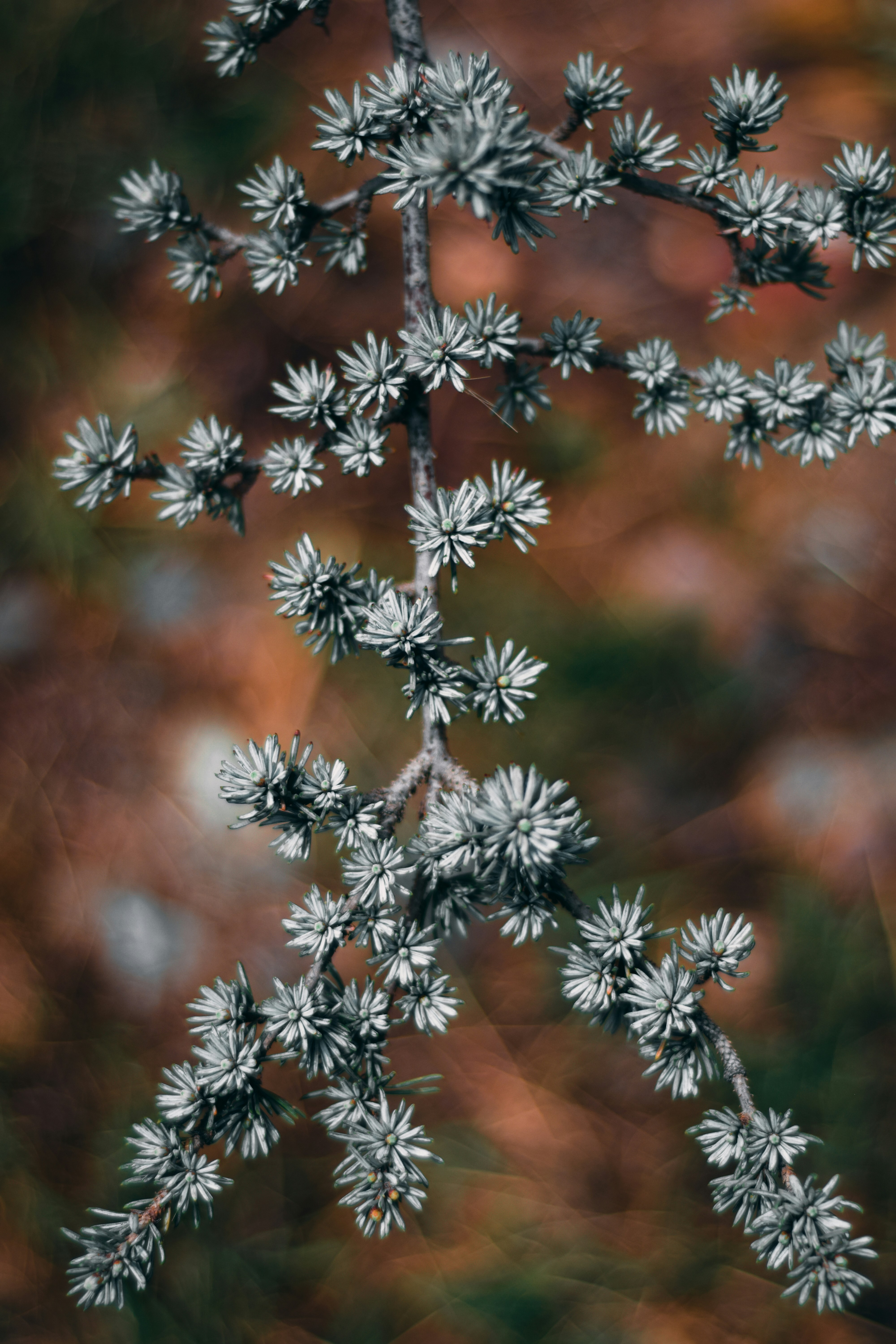 Frosted tendrils: a close-up of icy blue needles against autumnal blur