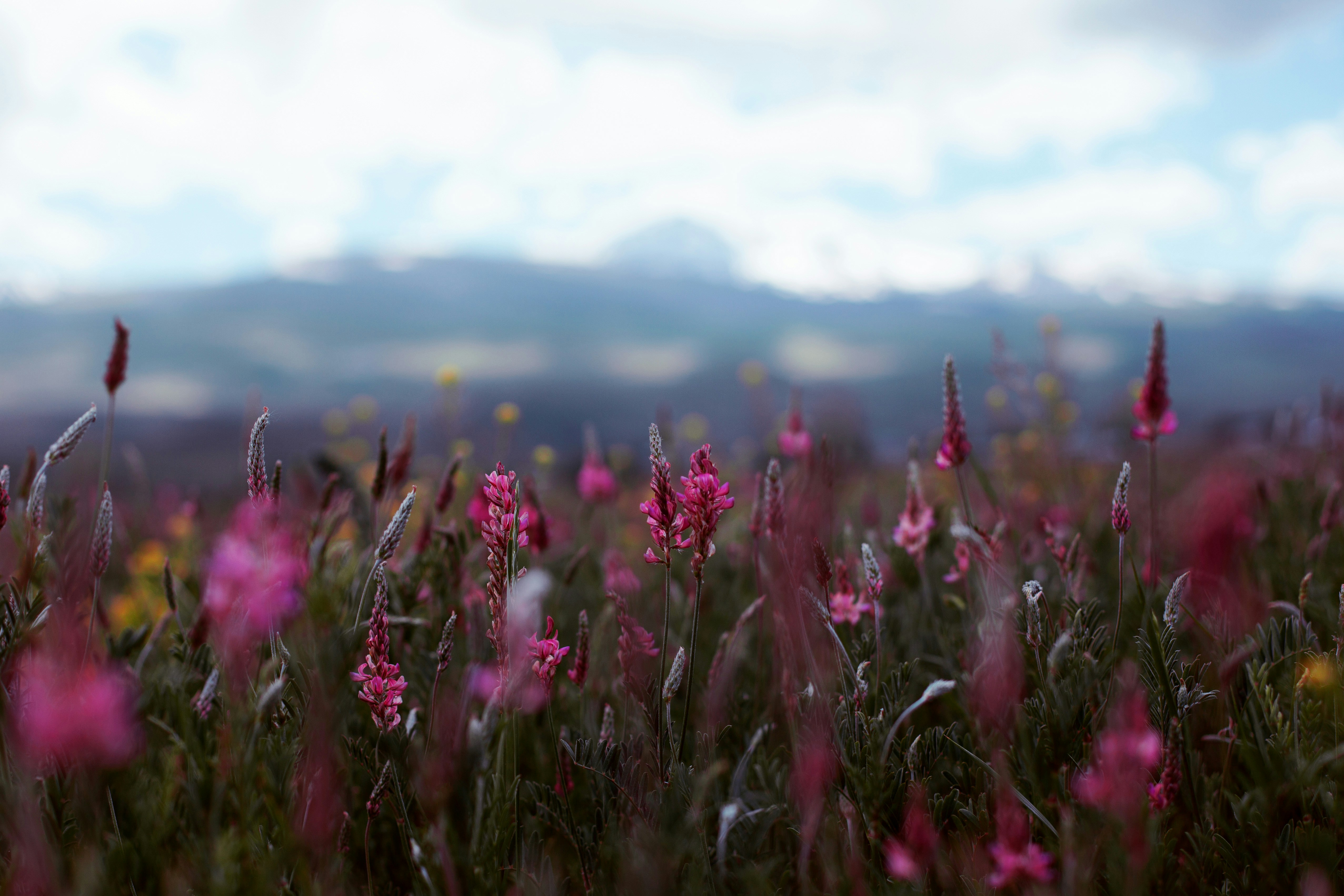 Foxglove Field at the Edge of the Horizon