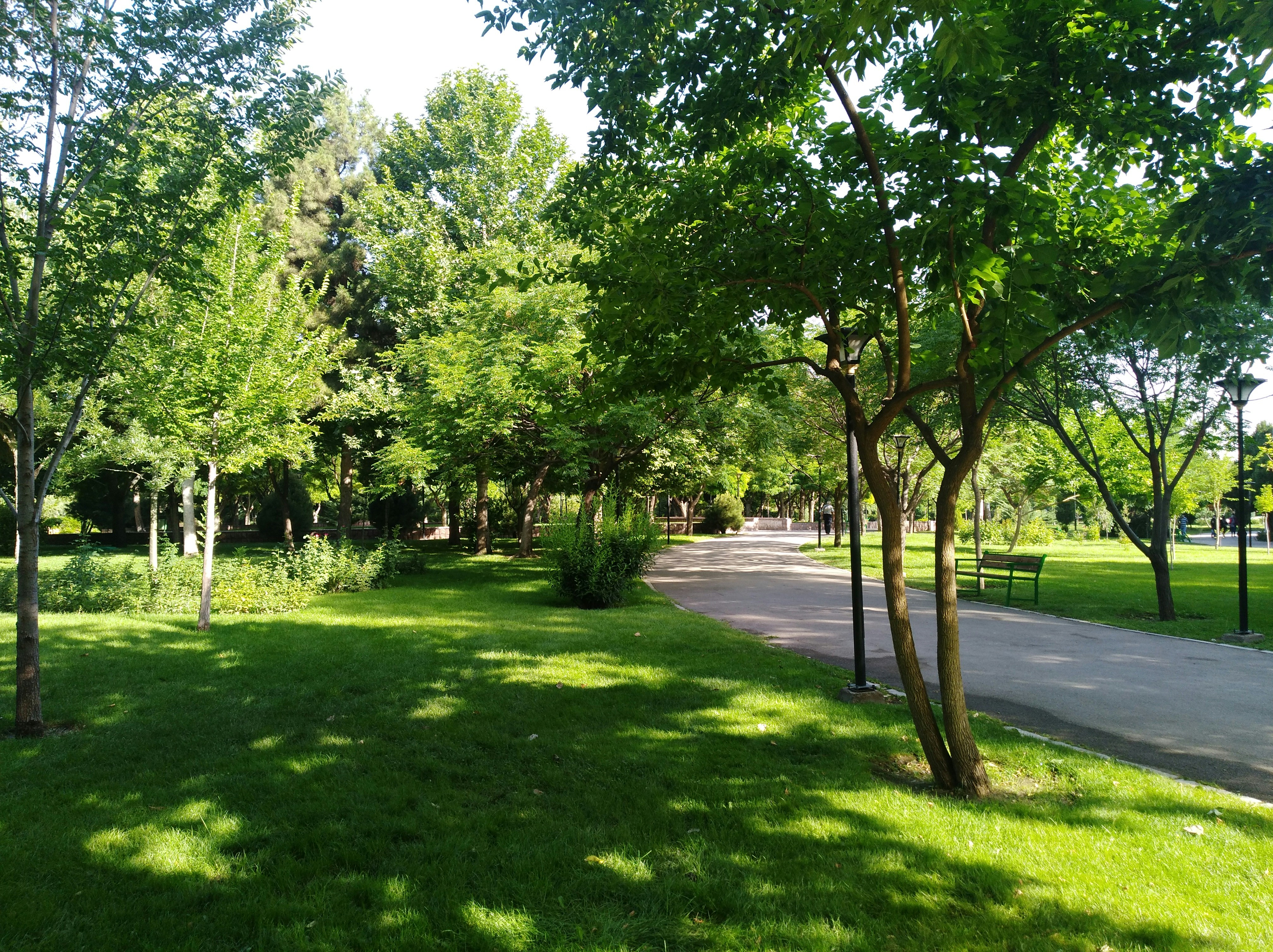 Sunlit park with lush trees and a pathway winding through green meadows.