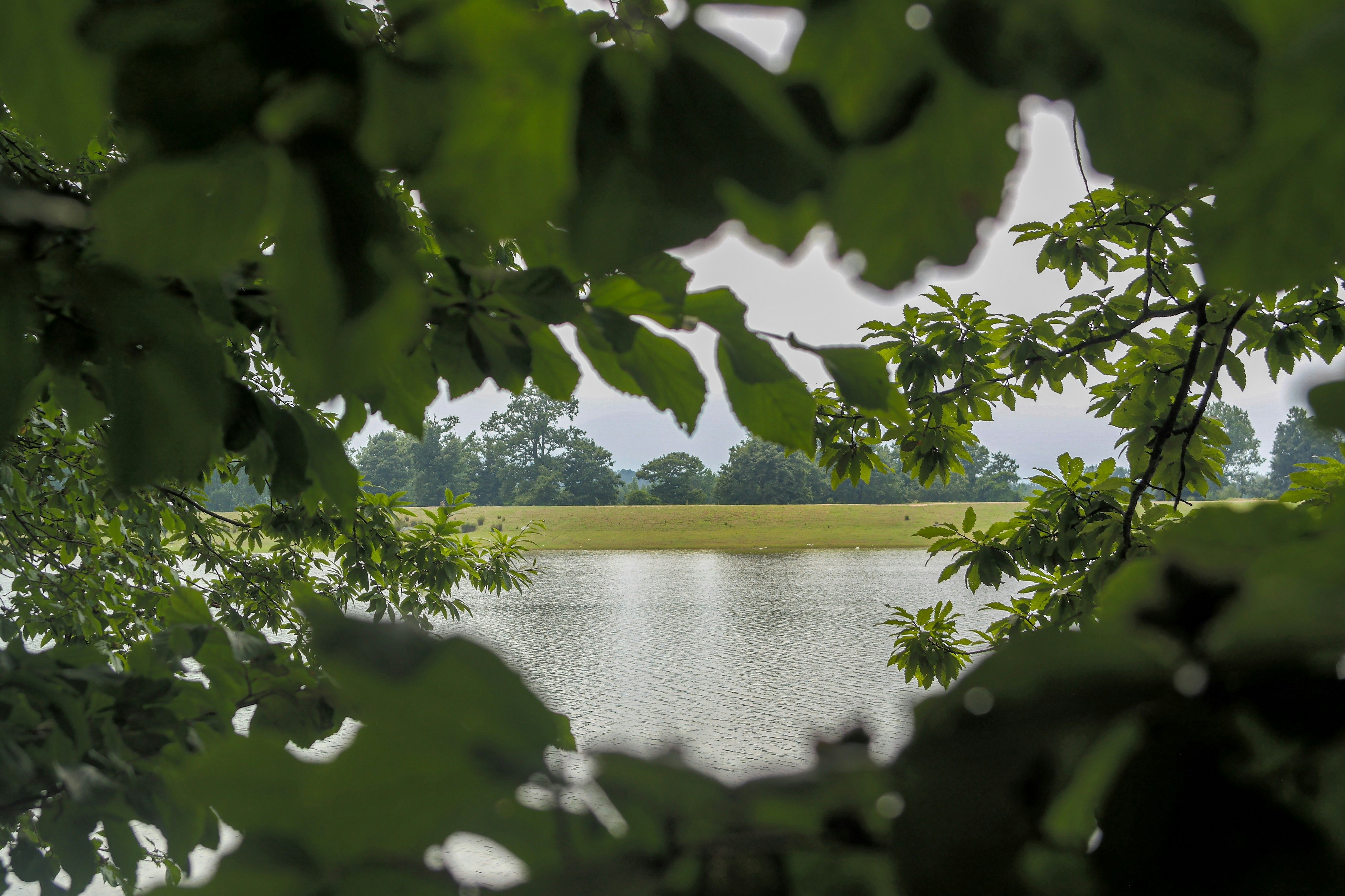 Green trees beside lake during daytime photo – Free Gilan Image on Unsplash
