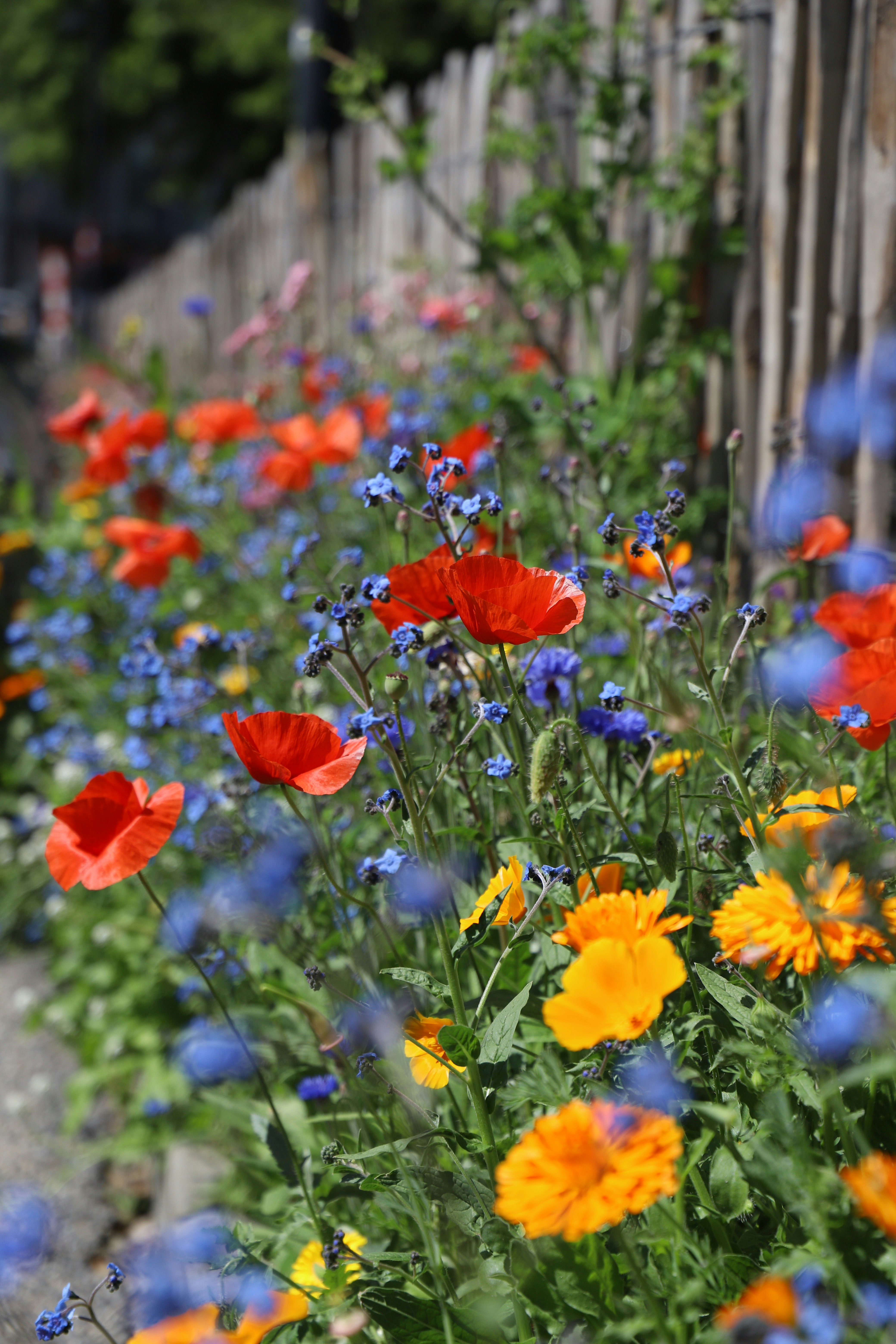 Bright wildflowers in red, orange, and blue blossom along a wooden fence on a sunny day.
