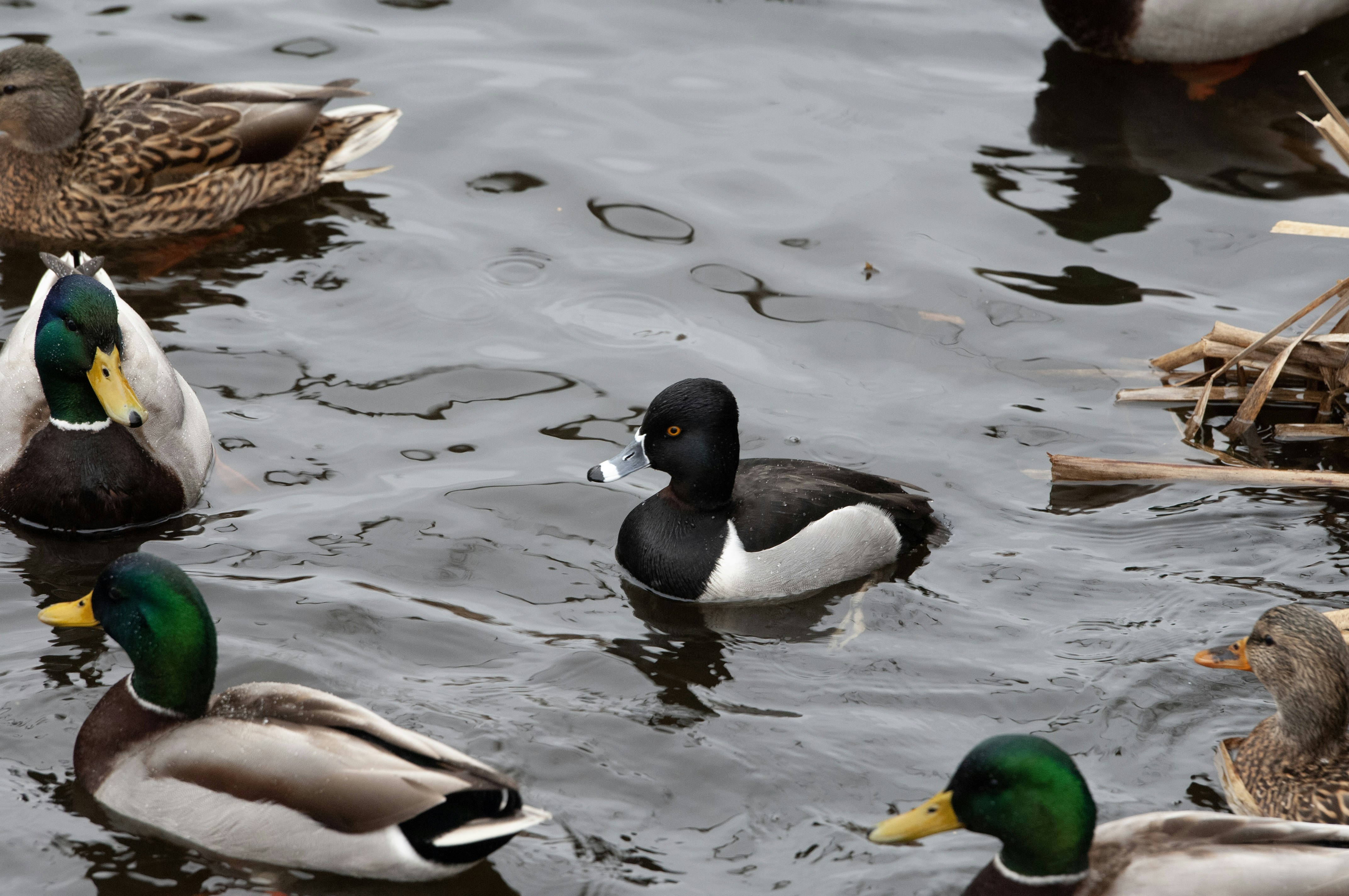 A group of ducks swims together in a serene wetland, highlighting the diversity of their plumage. The central duck stands out with its distinct black and white coloring.