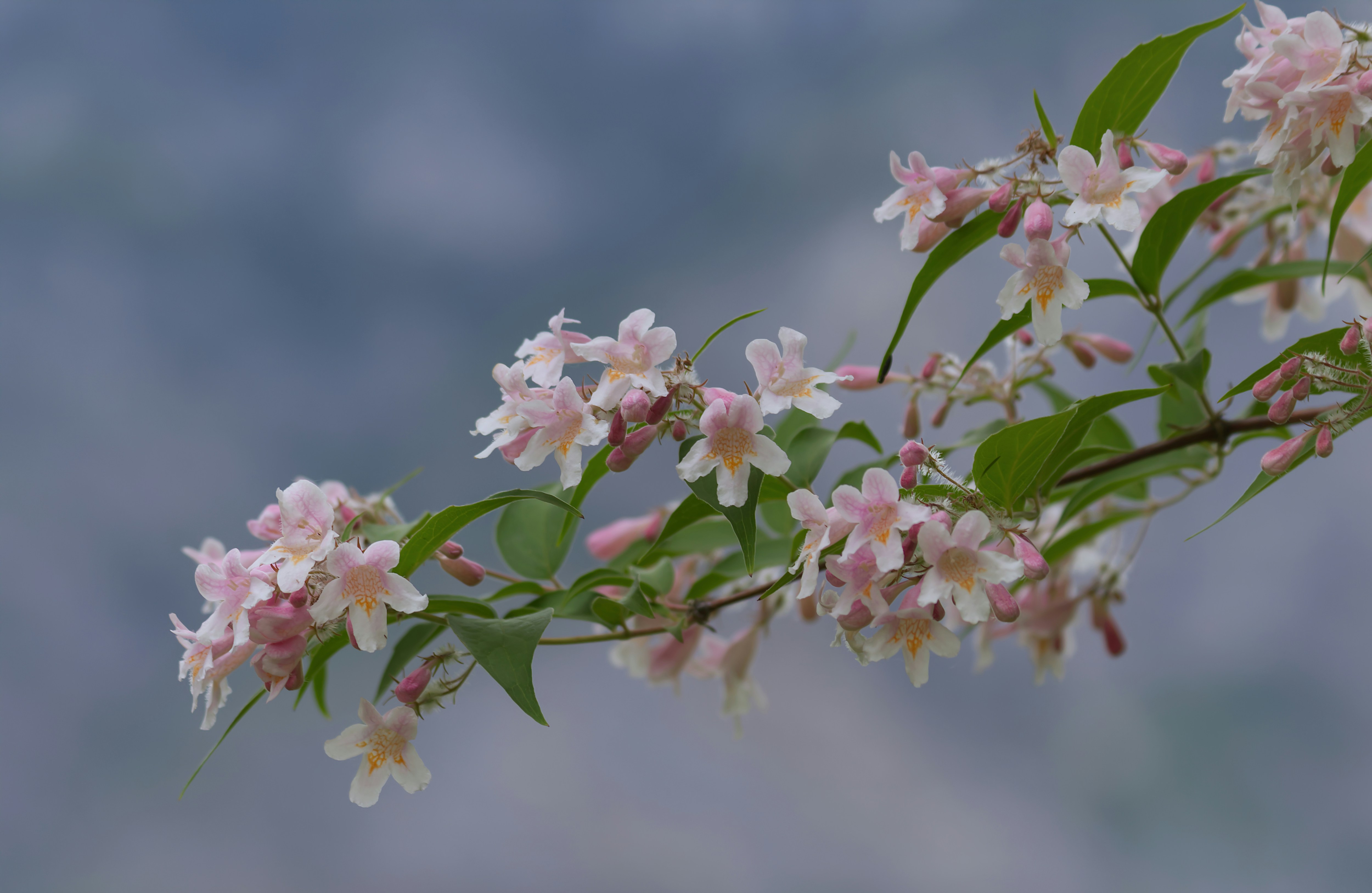 Delicate pink flowers intertwined with vibrant green leaves against a soft, blurred background.