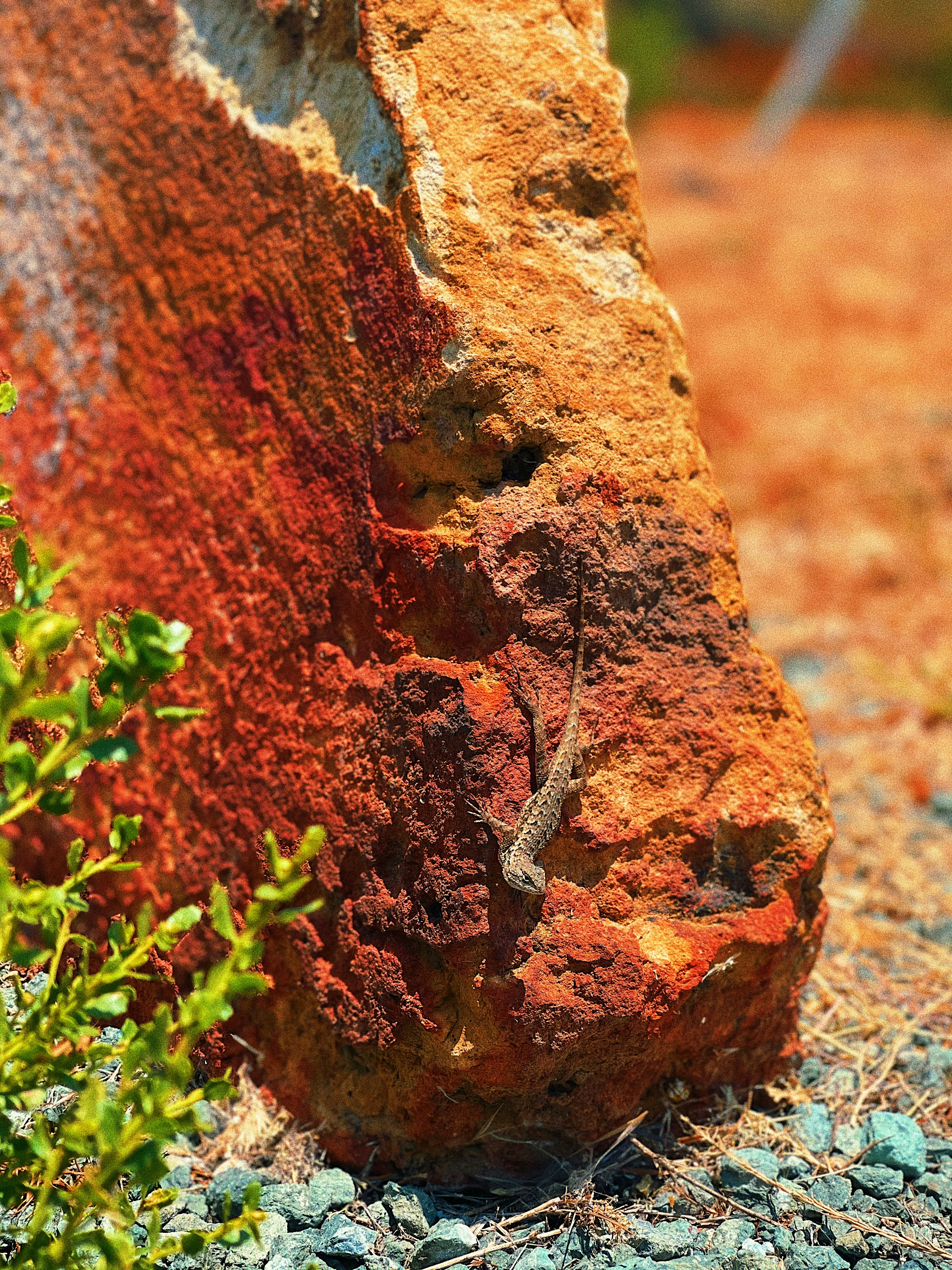 A lizard blends seamlessly into a textured rock surface, surrounded by vibrant greenery and earthy tones.
