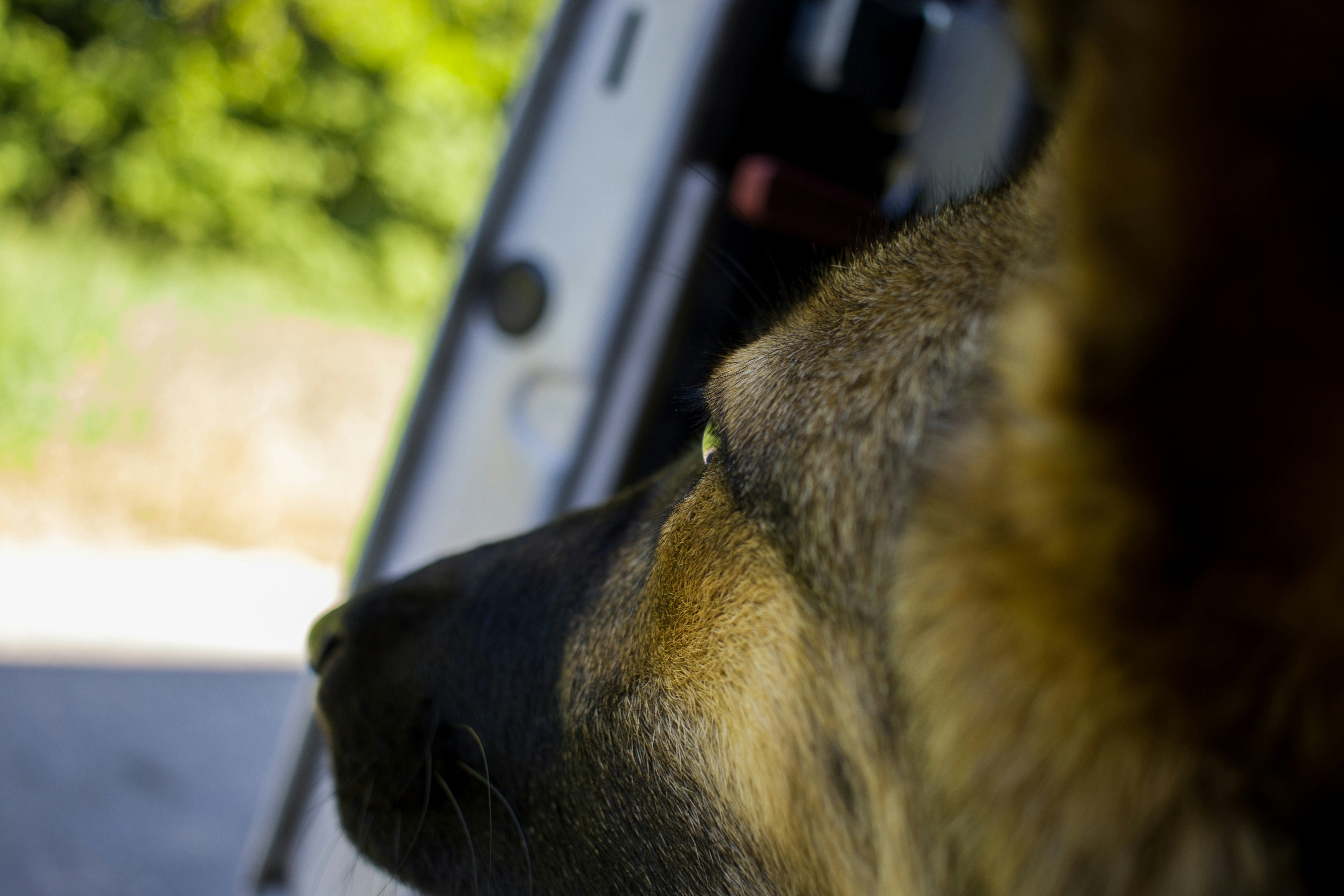 black and tan german shepherd