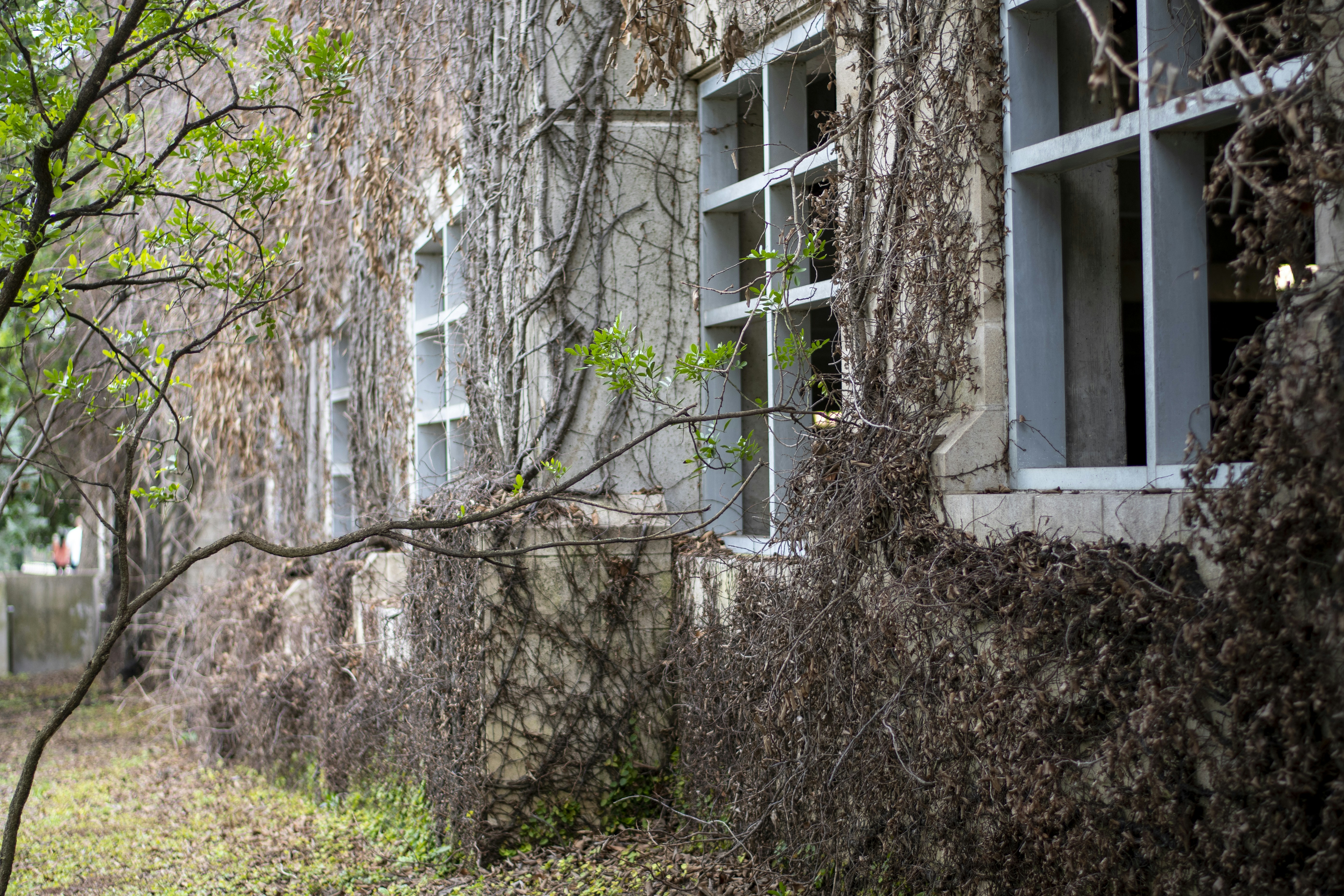 Overgrown vines enveloping abandoned building windows, showcasing nature reclaiming its space. The scene evokes a sense of nostalgia and decay.