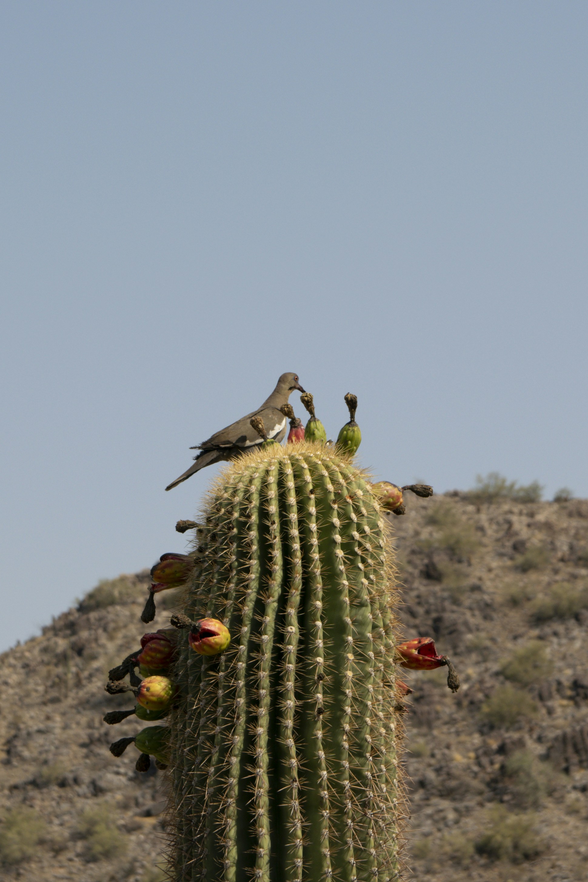 Desert Sentinel: a dove perched atop a flowering barrel cactus under a clear blue sky