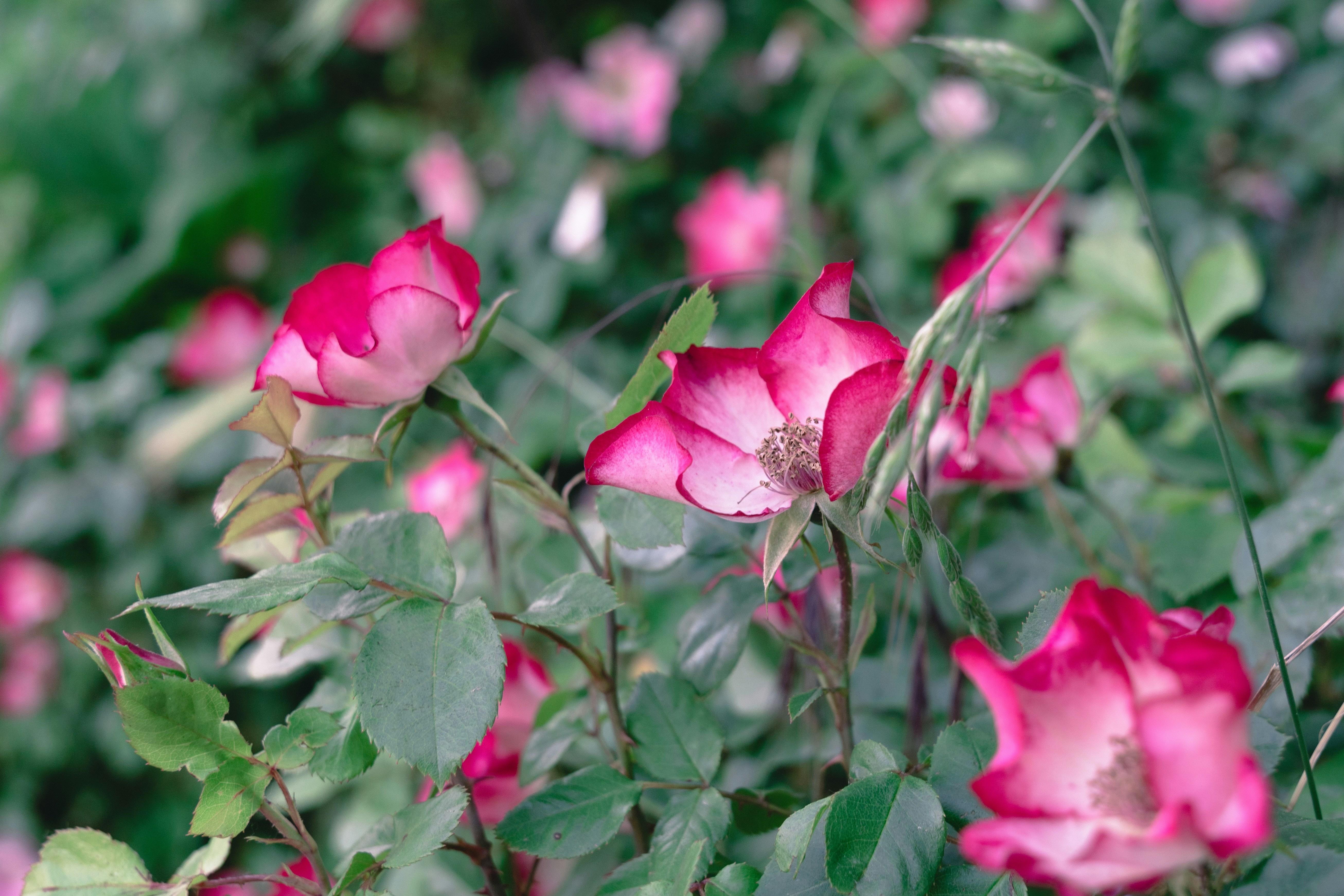Pink-edged Rose Bloom in a Quiet Garden Bed