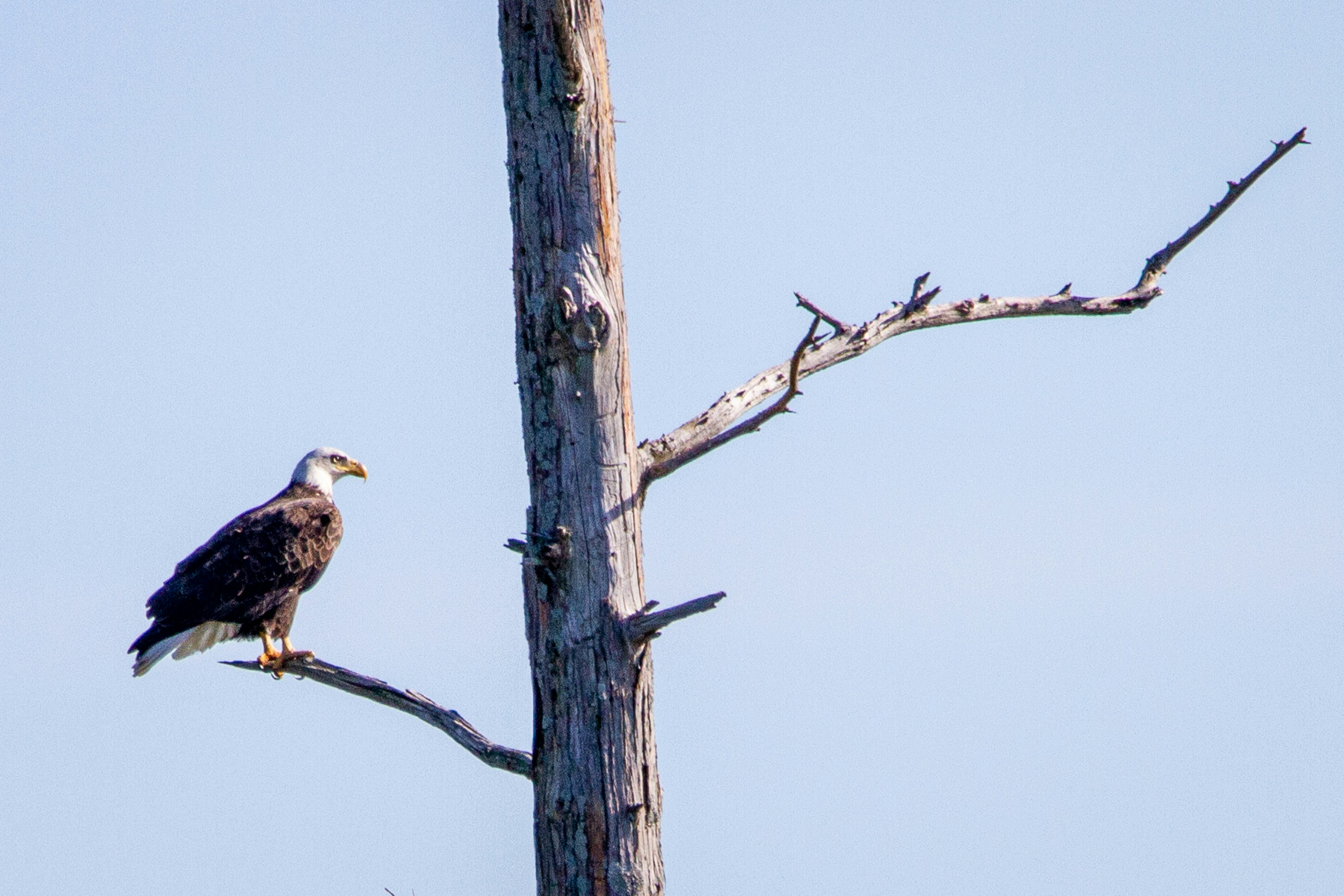 Bald eagle perched on a weathered tree branch, surveying its surroundings against a clear blue sky.