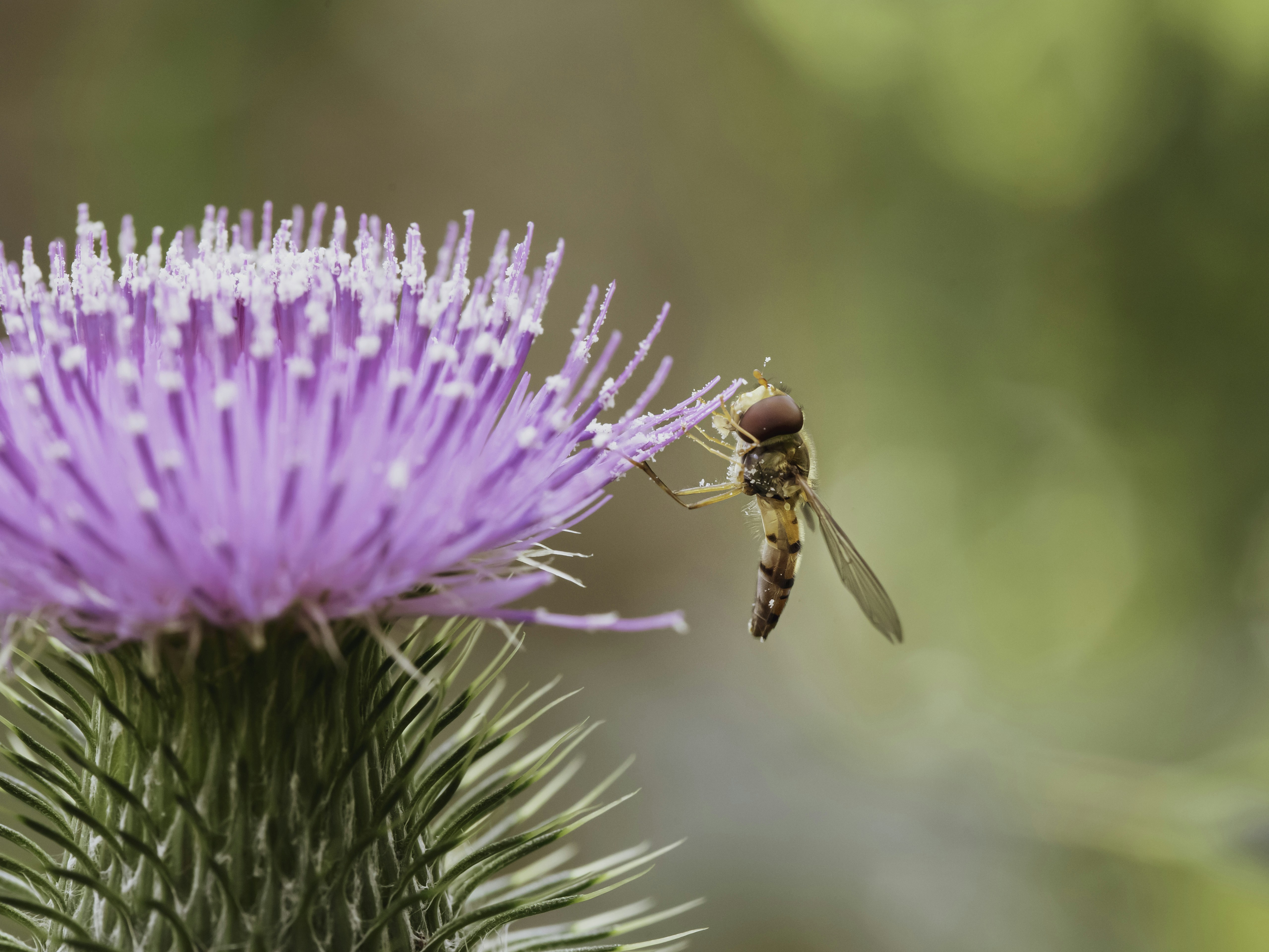 brown and black bee on purple flower