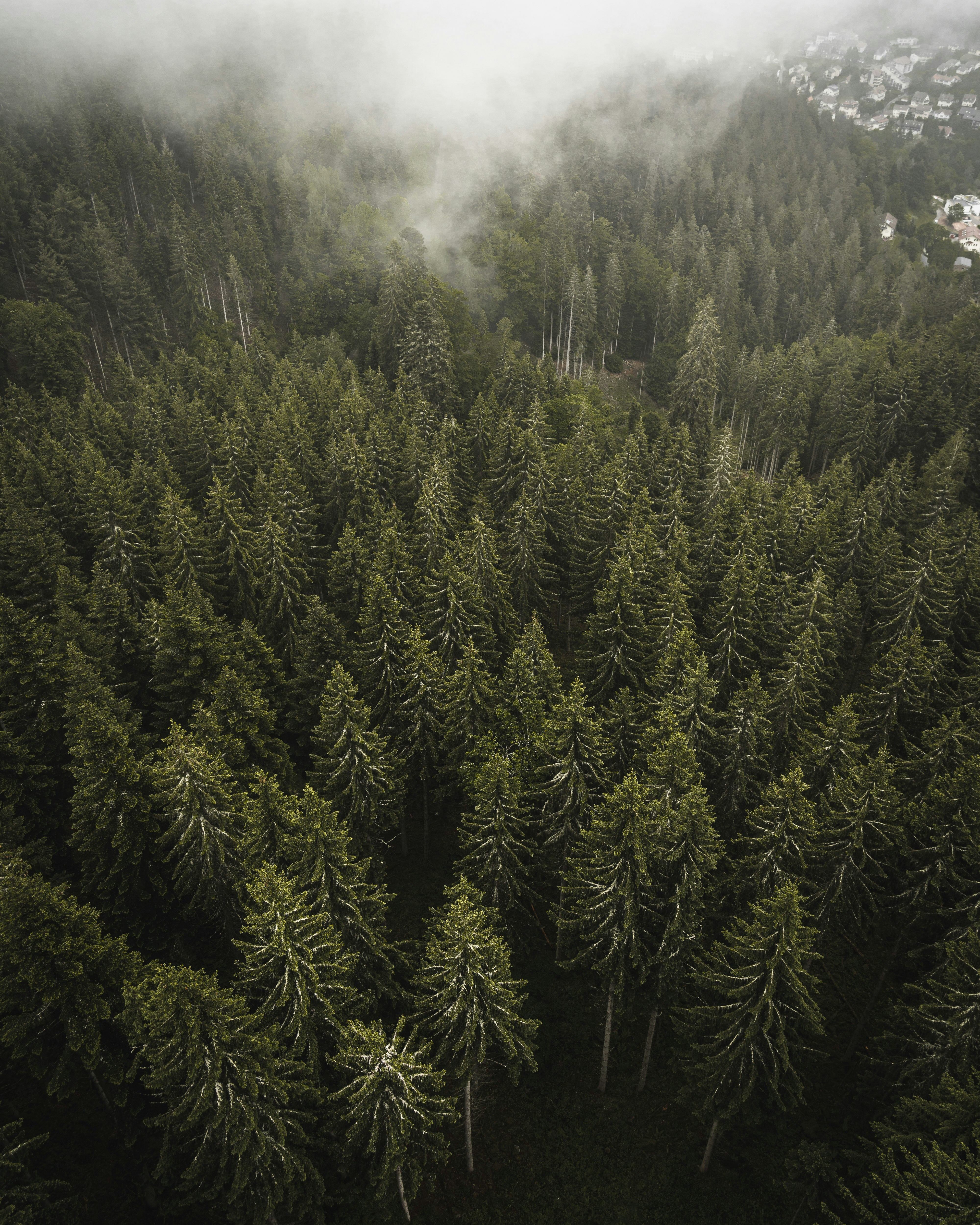 Mist-Layered Pines: Aerial Quiet Over a Conifer Sea