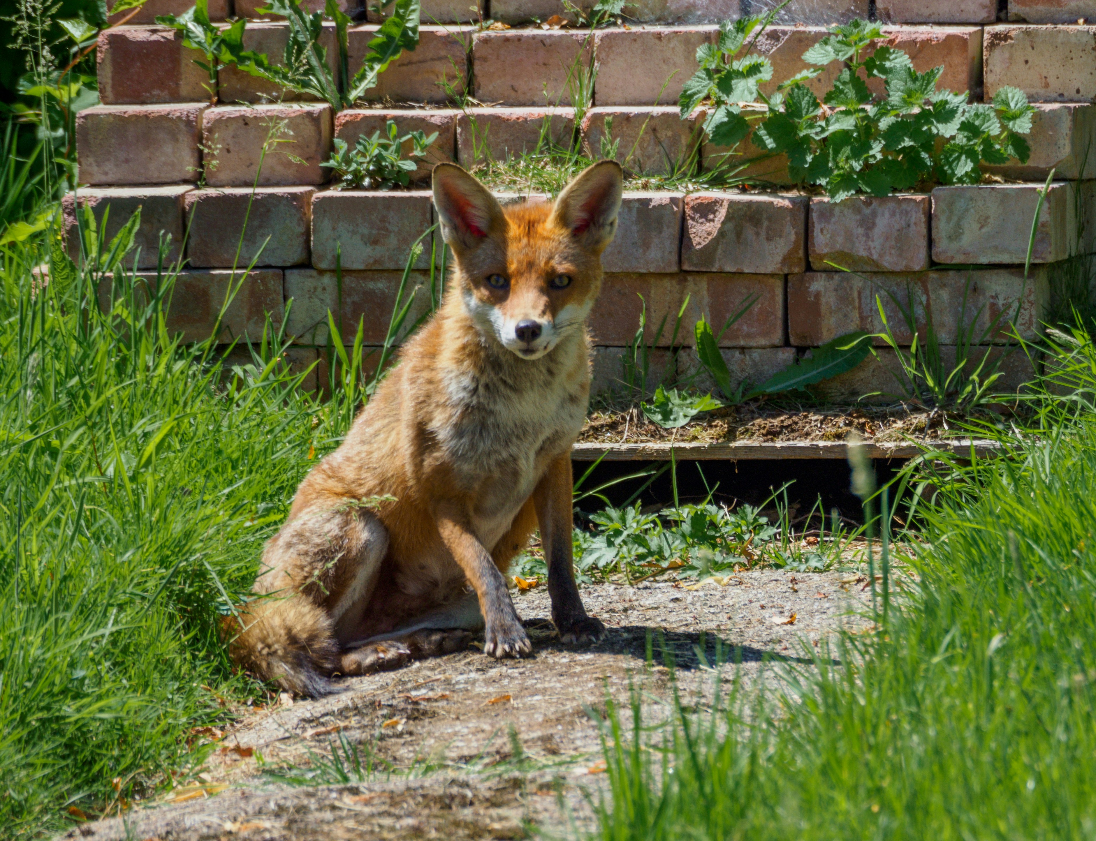urban fox, red fox, red foxes, wildlife, urban wildlife, animals, scavenger, fox, london, garden, Brett Jordan