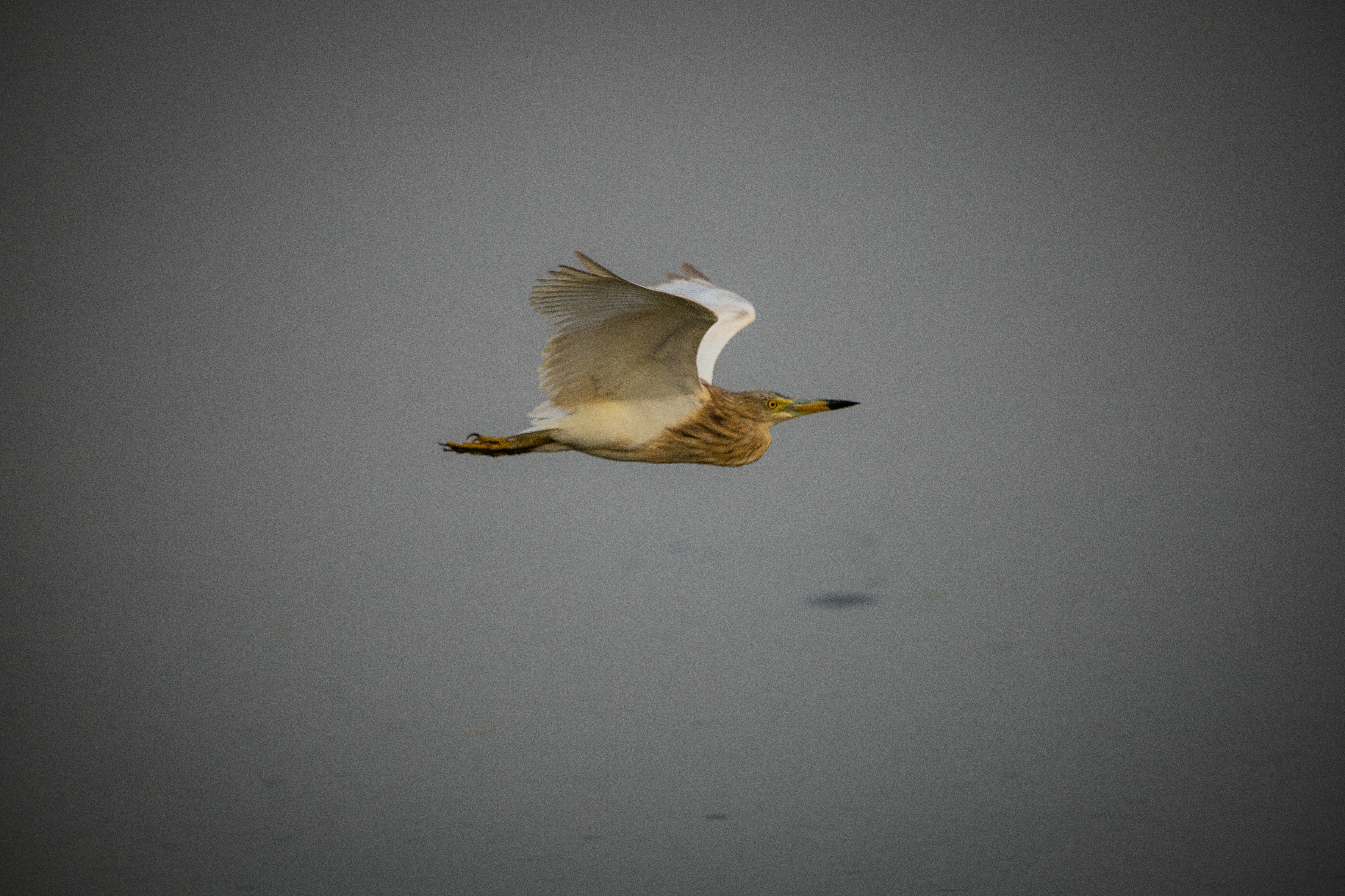 Wingbeat Silhouette: A White Heron Across a Muted Sky