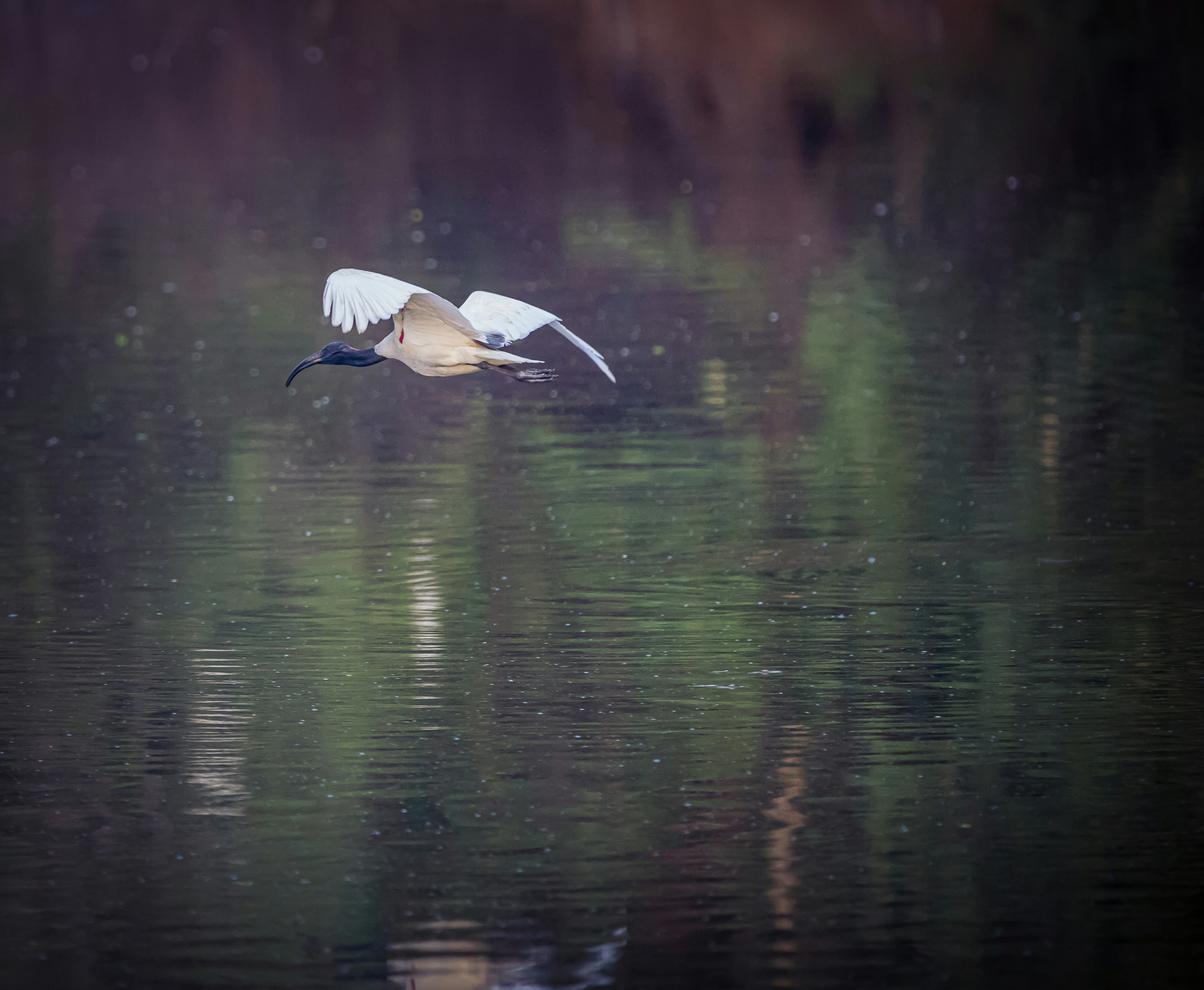 White Heron in a Silent Glide Over a Mirror Lake at Dusk