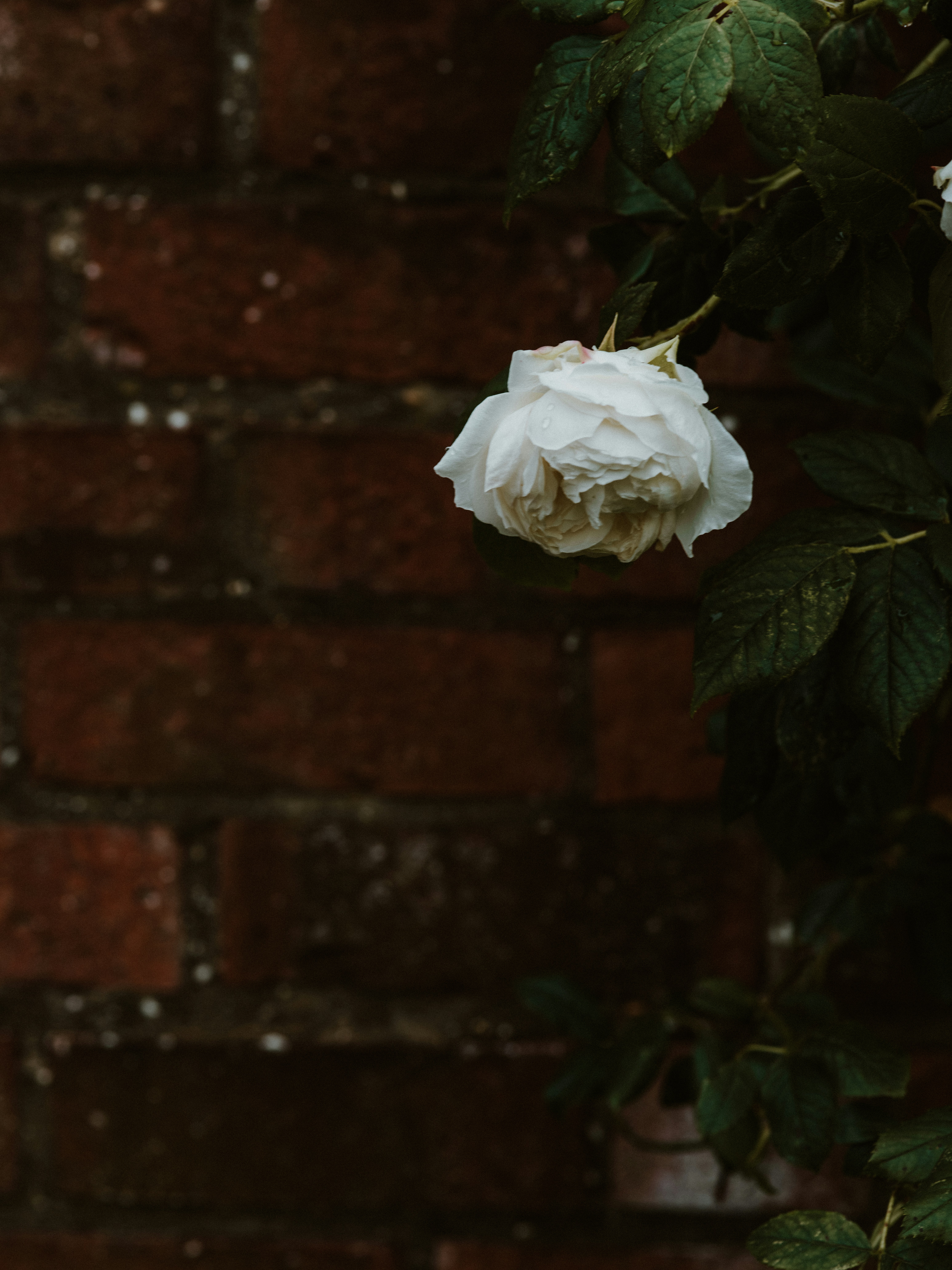 A solitary white rose blooms against a textured brick wall, embodying resilience and beauty amidst decay.