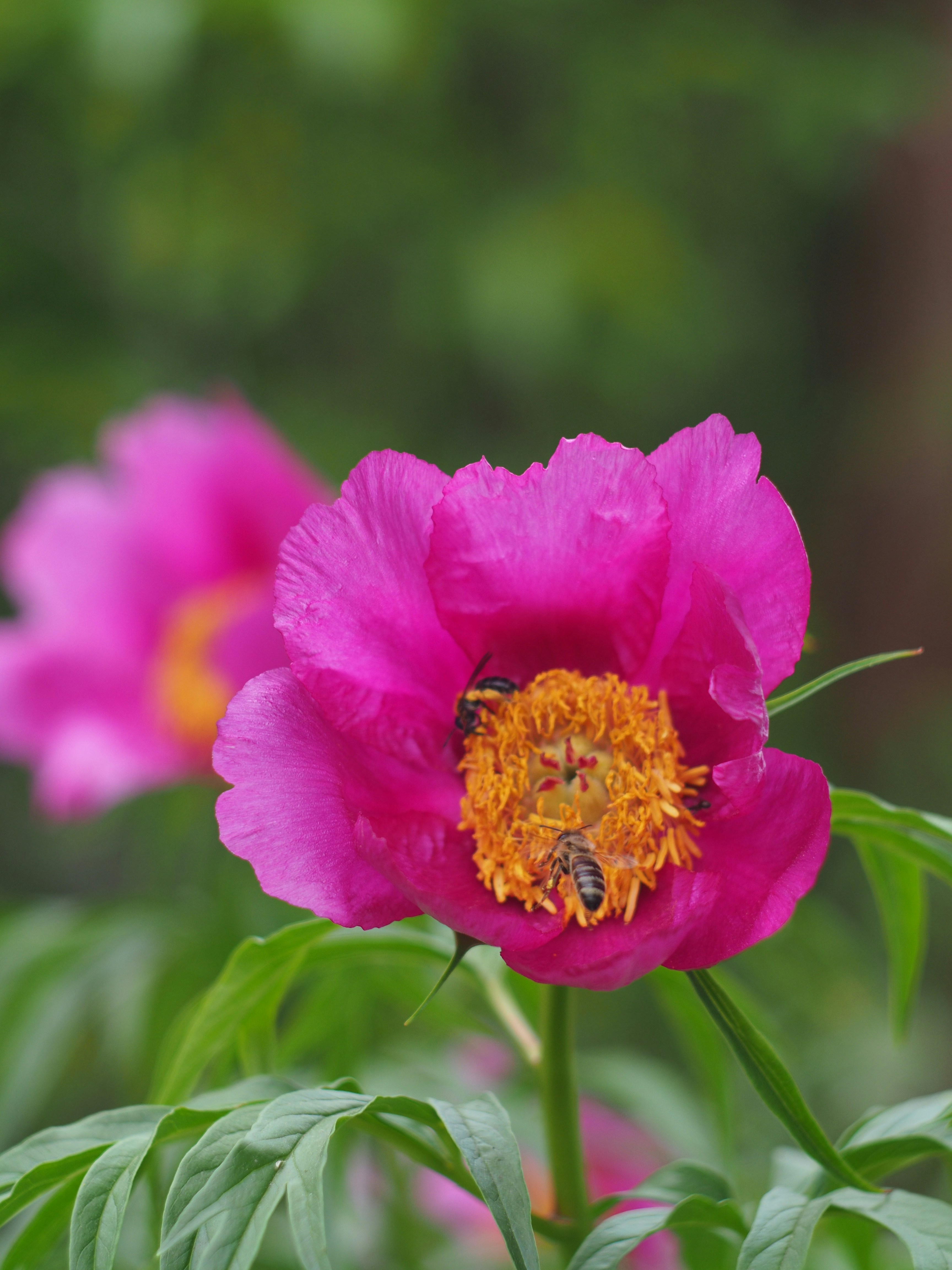 Pink flower in tilt shift lens photo – Free Russia Image on Unsplash