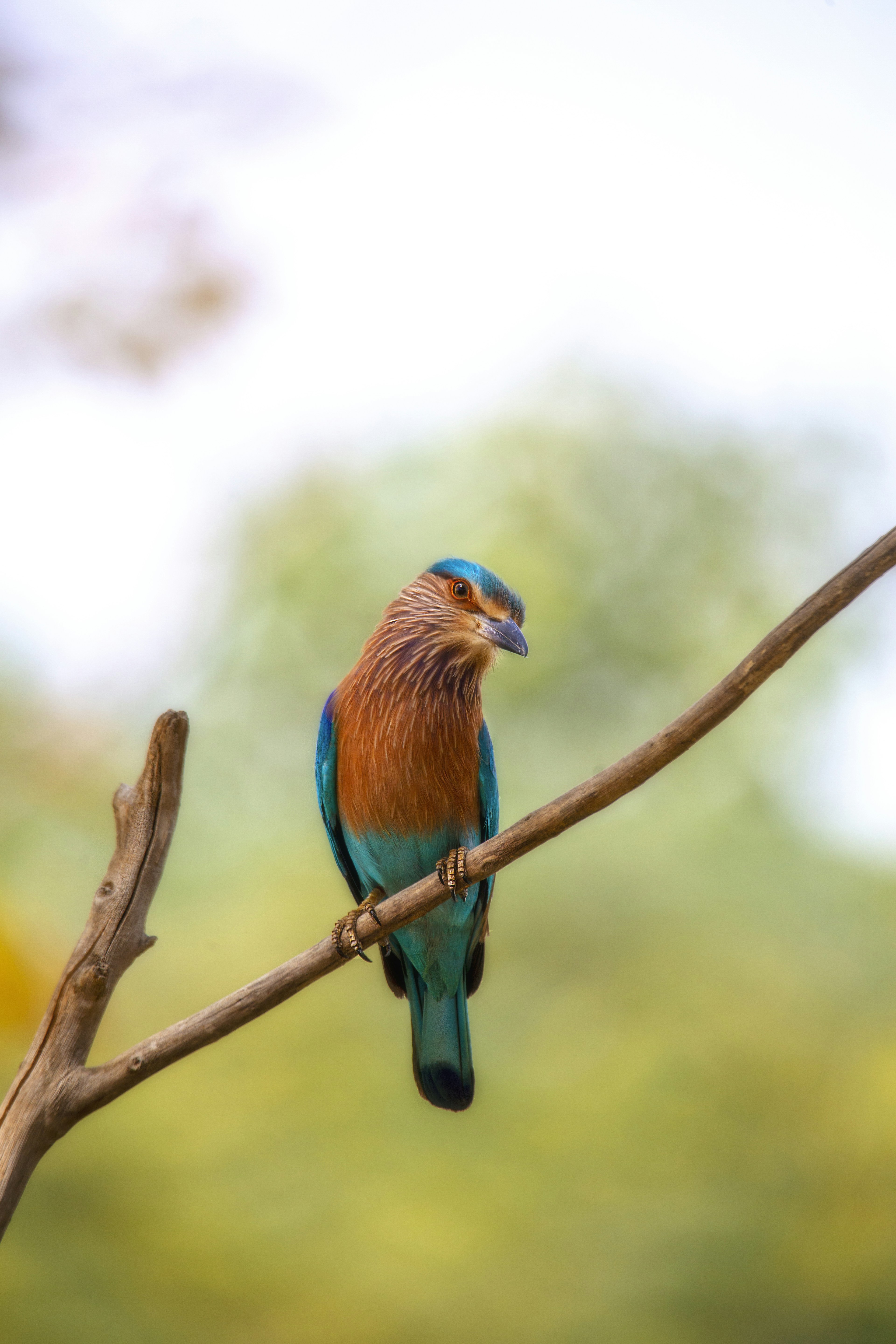 A vibrant bird perched on a slender branch, showcasing its striking plumage against a softly blurred background of foliage.