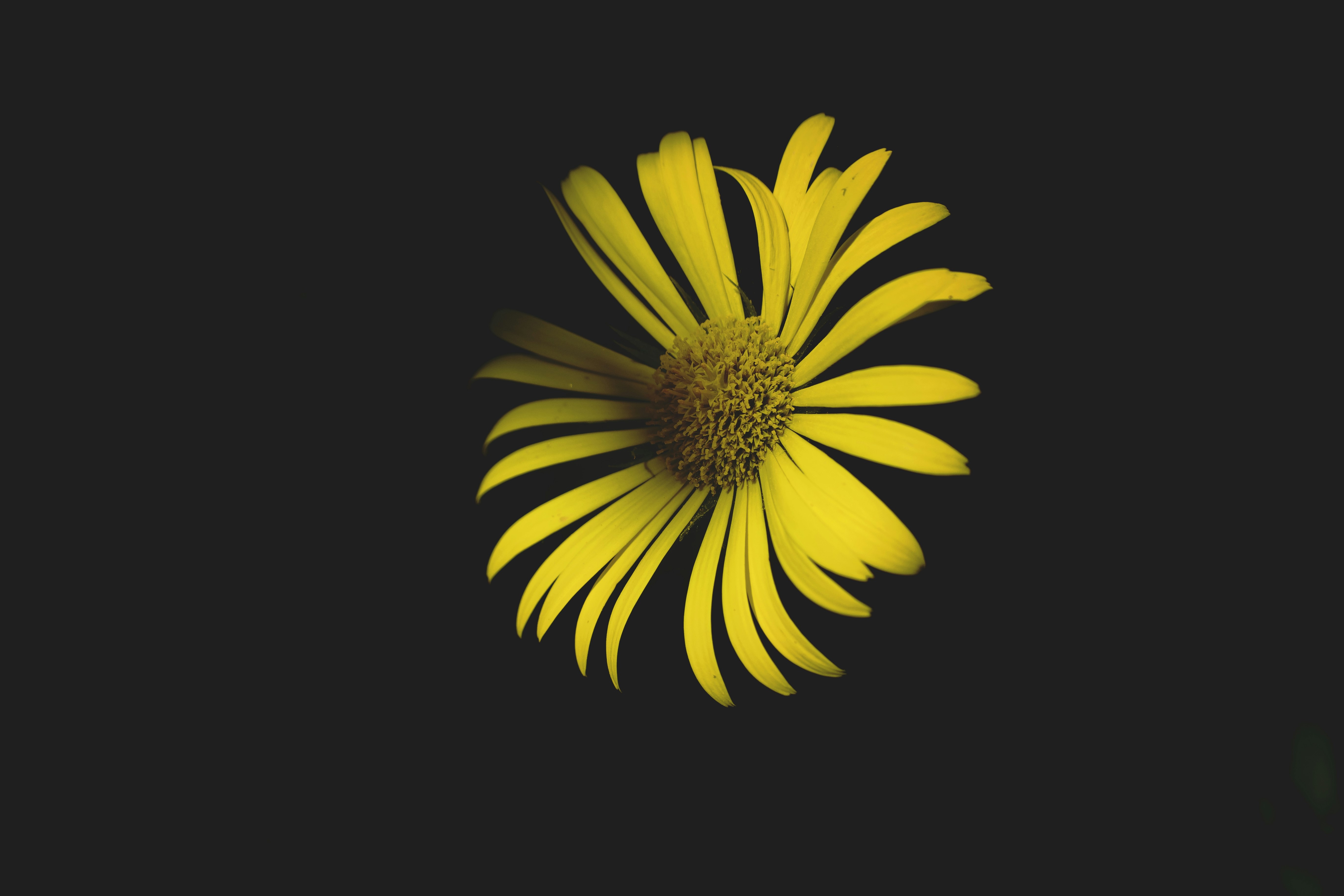 A vibrant yellow flower stands out against a dark background, showcasing its delicate petals and intricate structure.