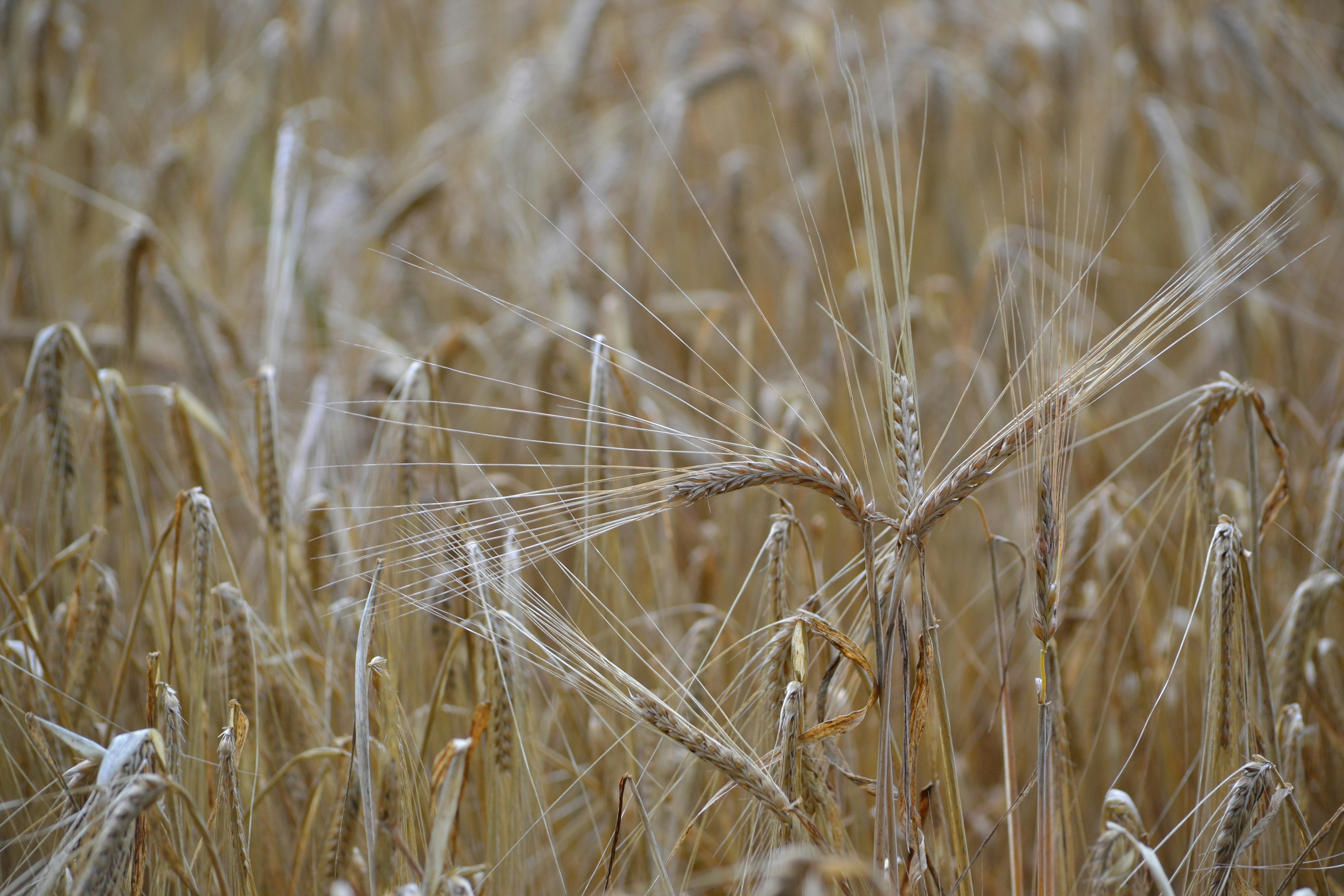 Close-up of ripe barley stalks with intricate awns in a sunlit field.