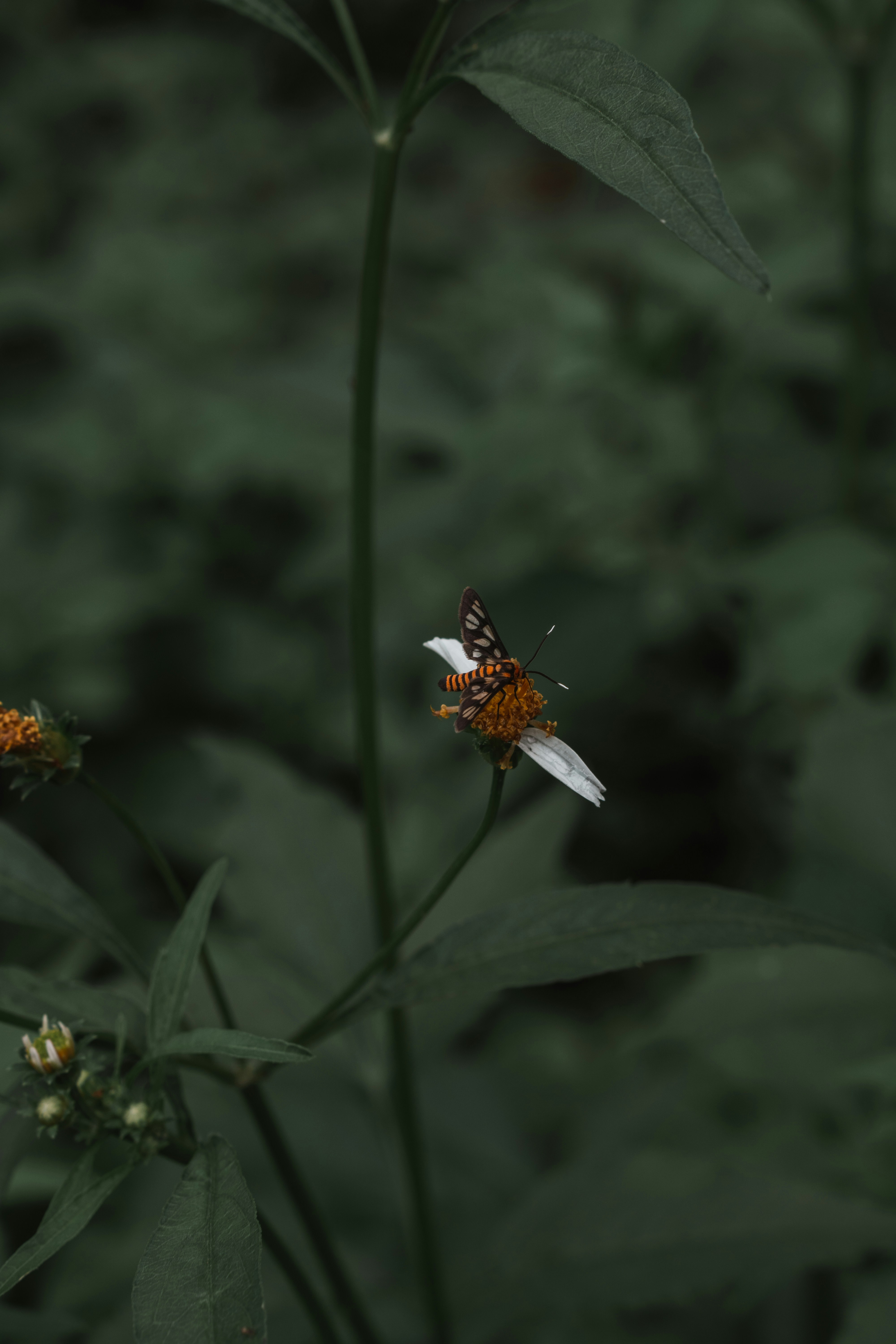 Whisper of Color: Orange-Black Butterfly on a White-Tipped Daisy in Shade