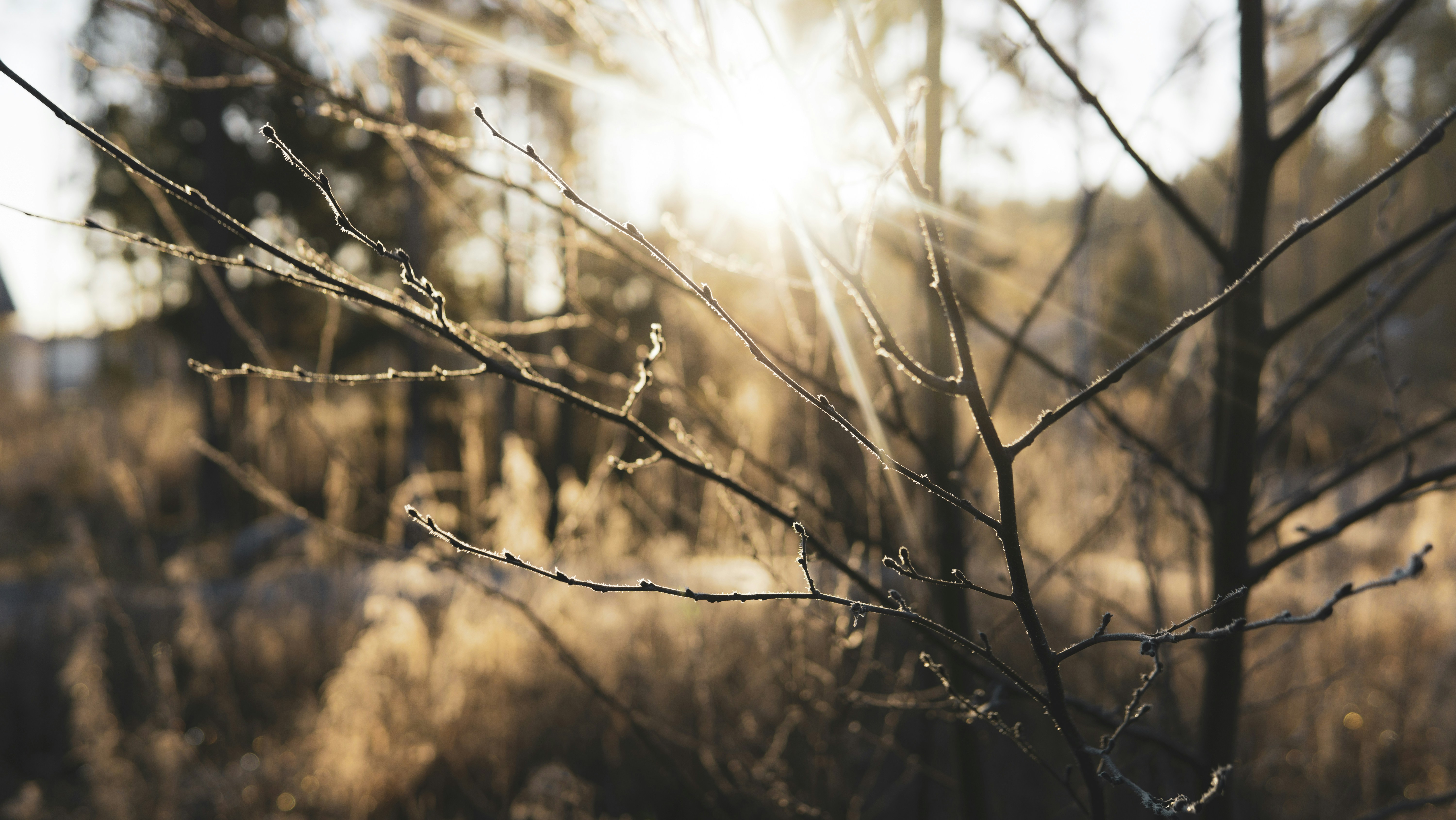 Delicate branches glisten in the soft morning light, surrounded by golden grasses in a serene winter landscape.