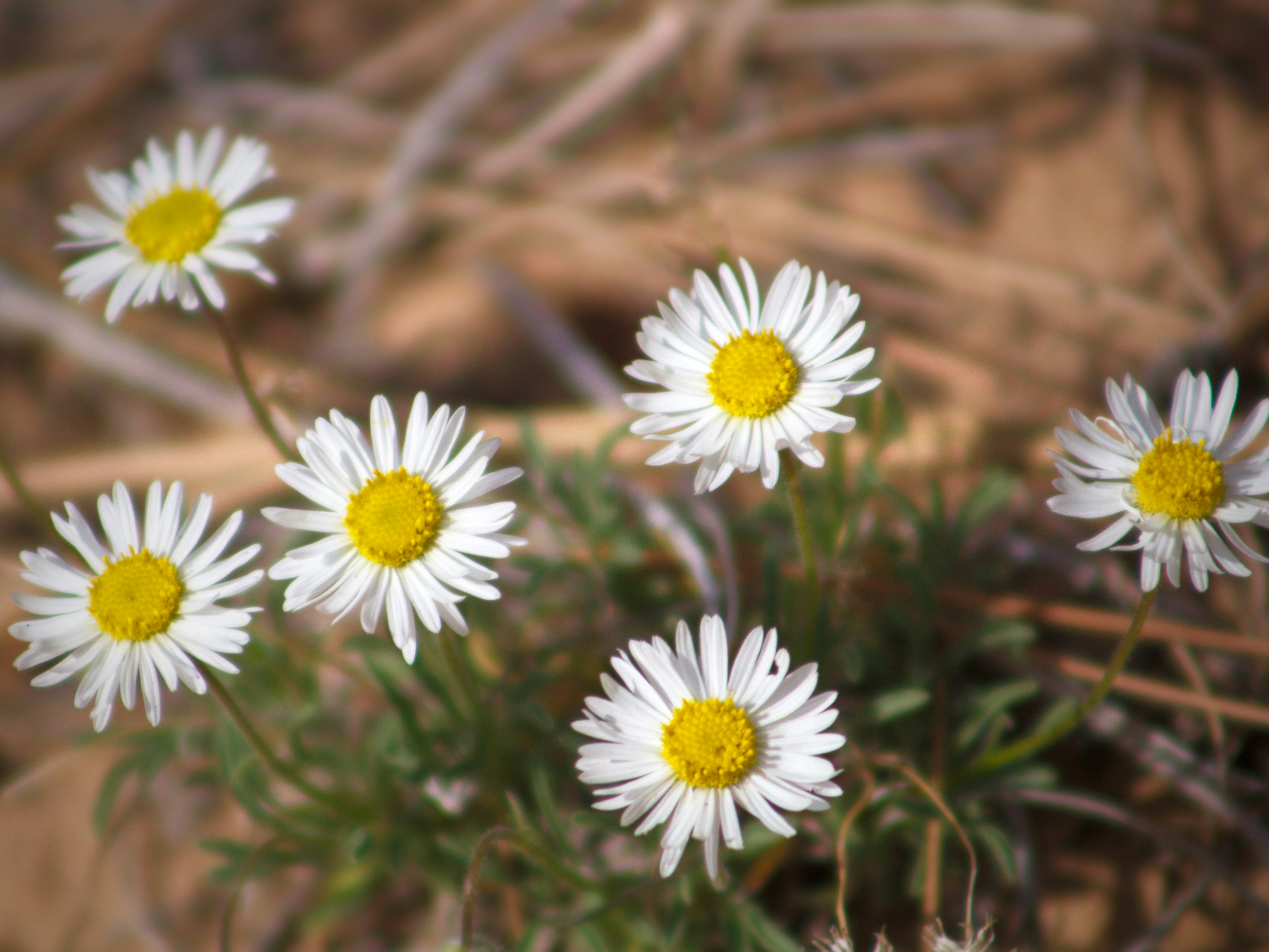 Lavender Field of Daisies: A Quiet Cluster in Spring Light