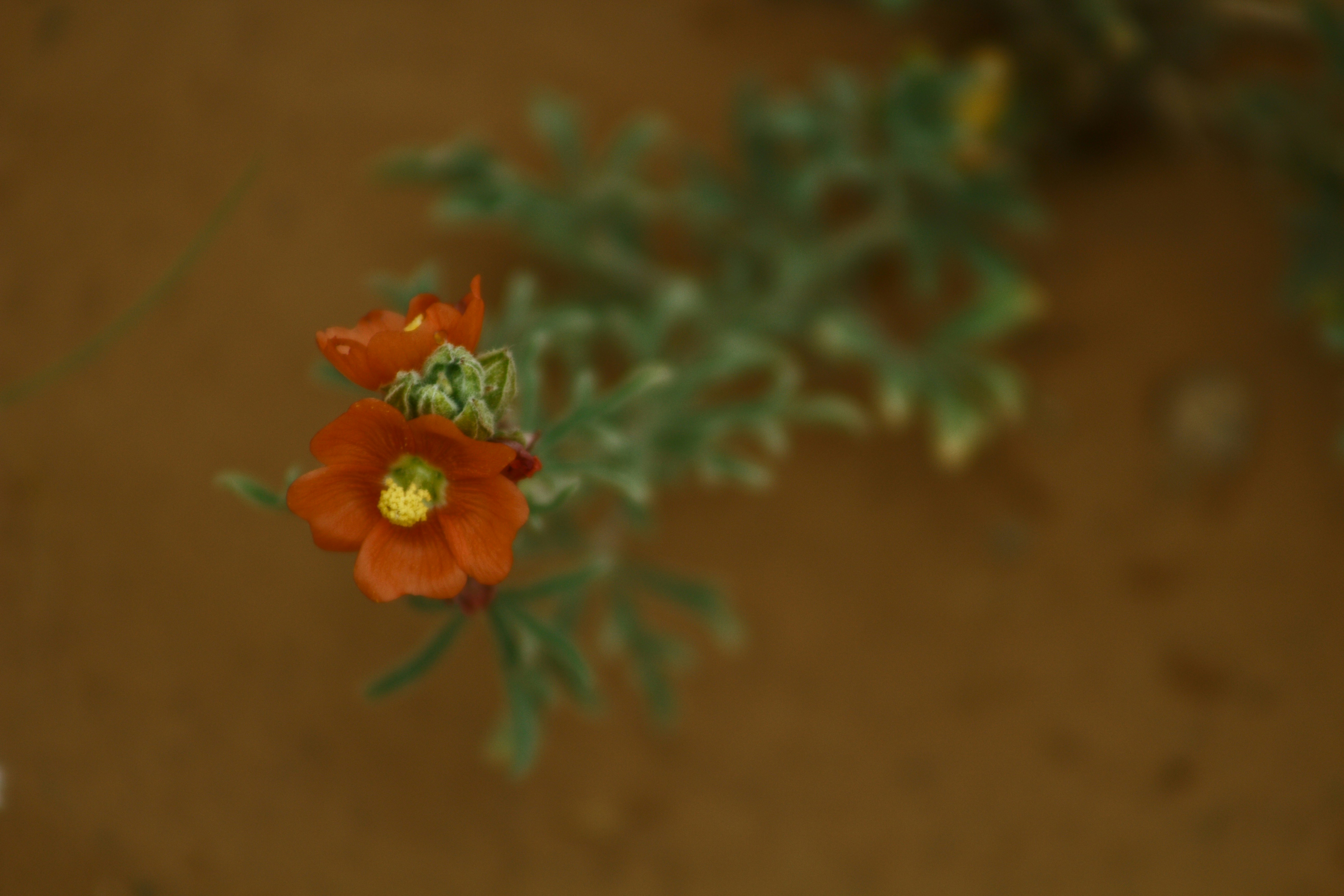 Vibrant orange flowers emerging from a green stem against a muted brown background. The delicate petals contrast beautifully with the earthy tones.