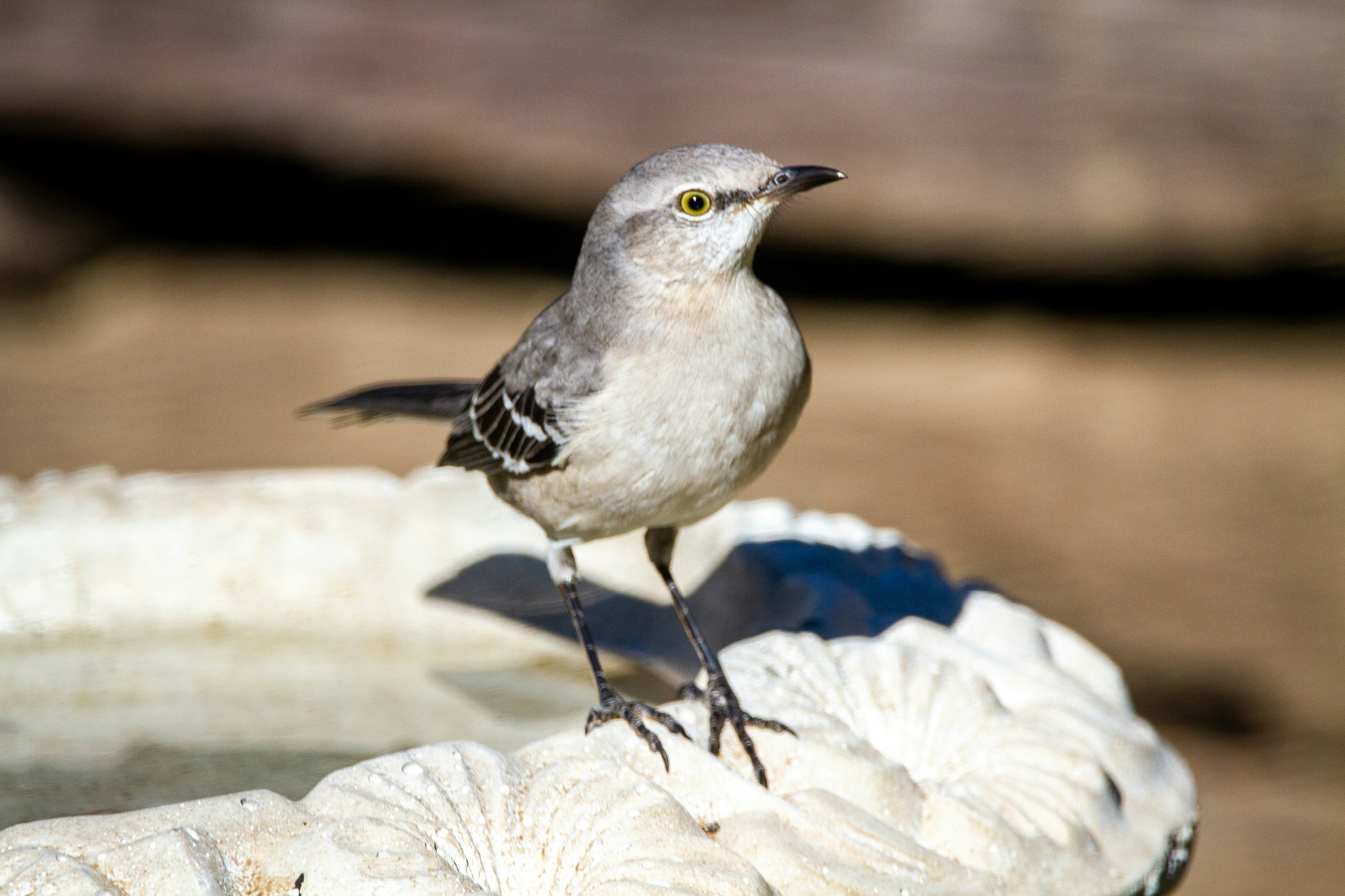 Grey Songbird on Carved Stone Birdbath: A Quiet Perch Moment