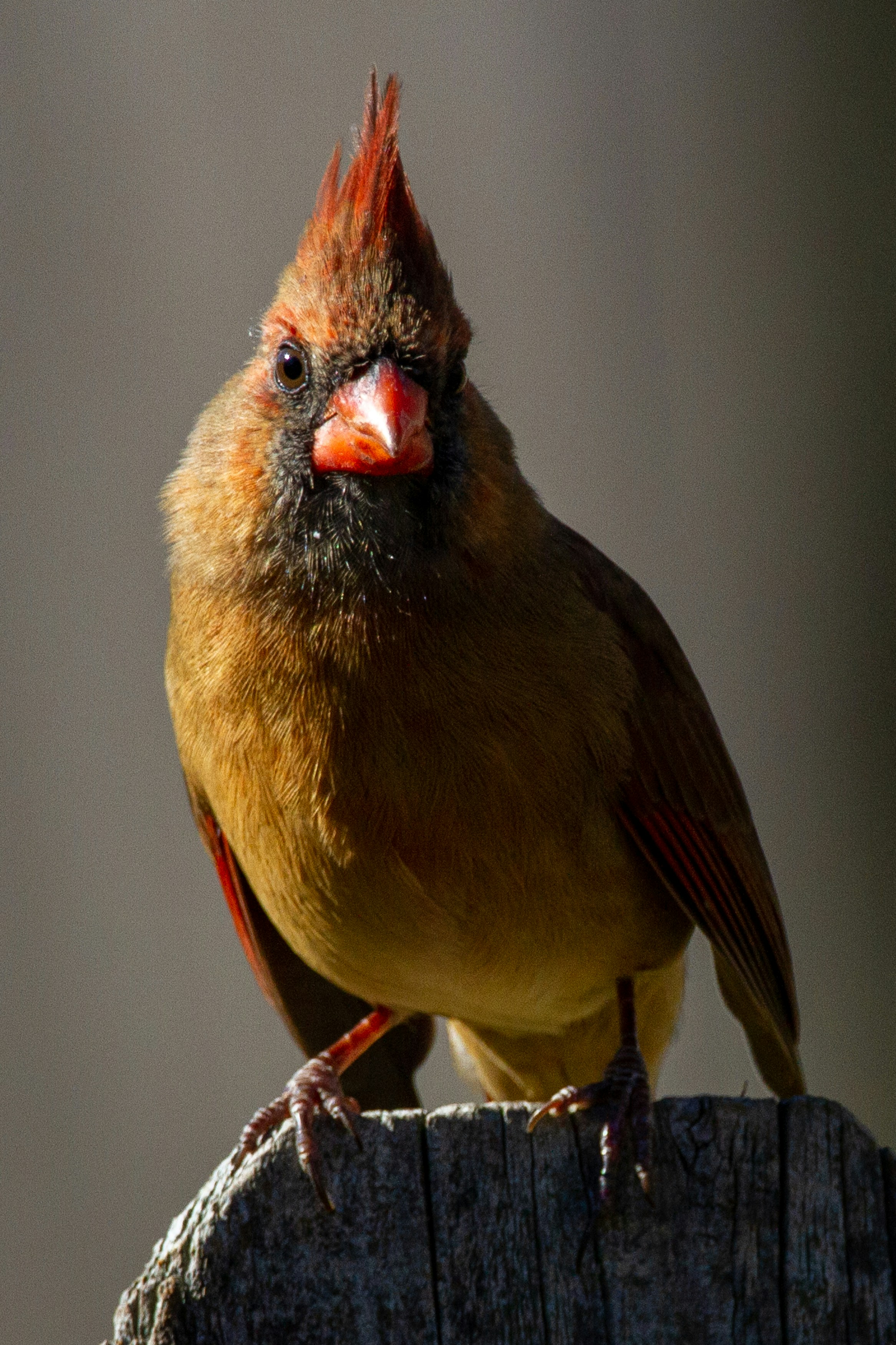 A northern cardinal perched on a weathered fence post, showcasing its vibrant plumage and striking features against a blurred background.