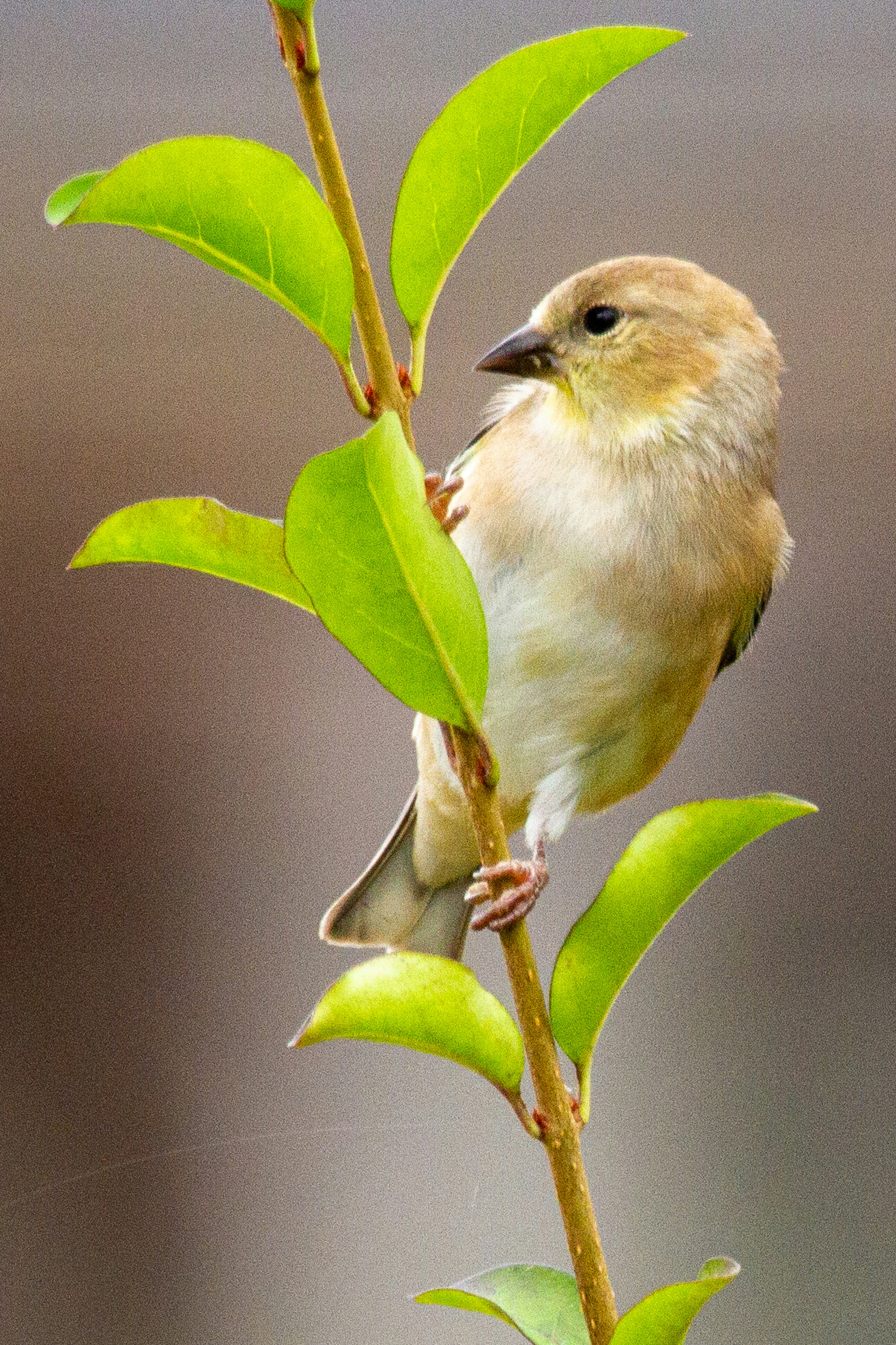 A female goldfinch clings to a branch.