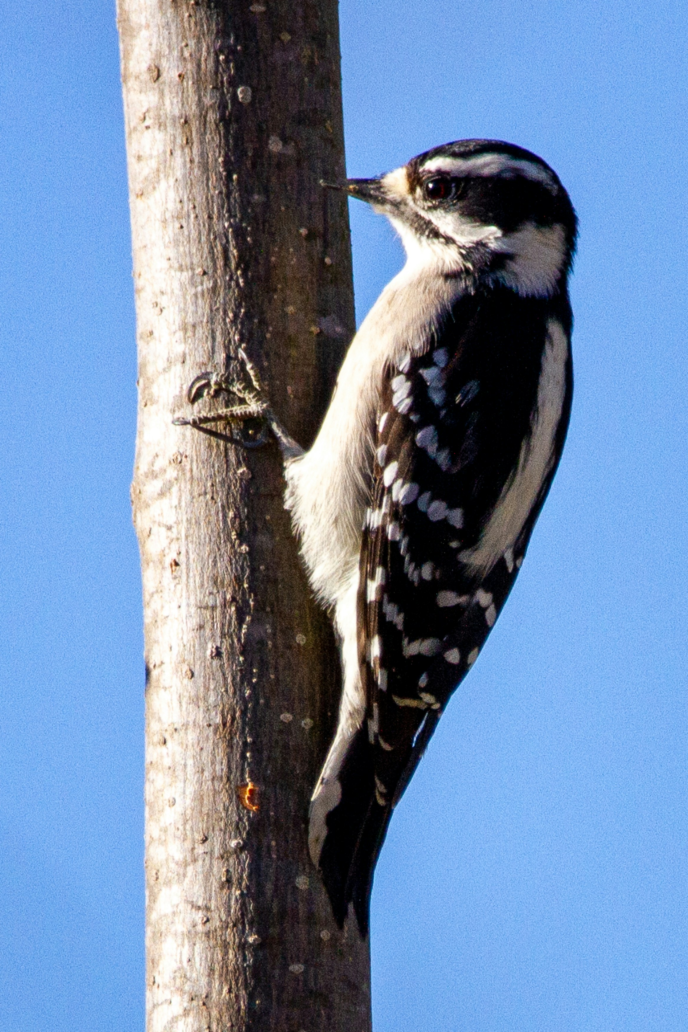 A downy woodpecker clings to a tree trunk, showcasing its distinctive black and white plumage against a clear blue sky.