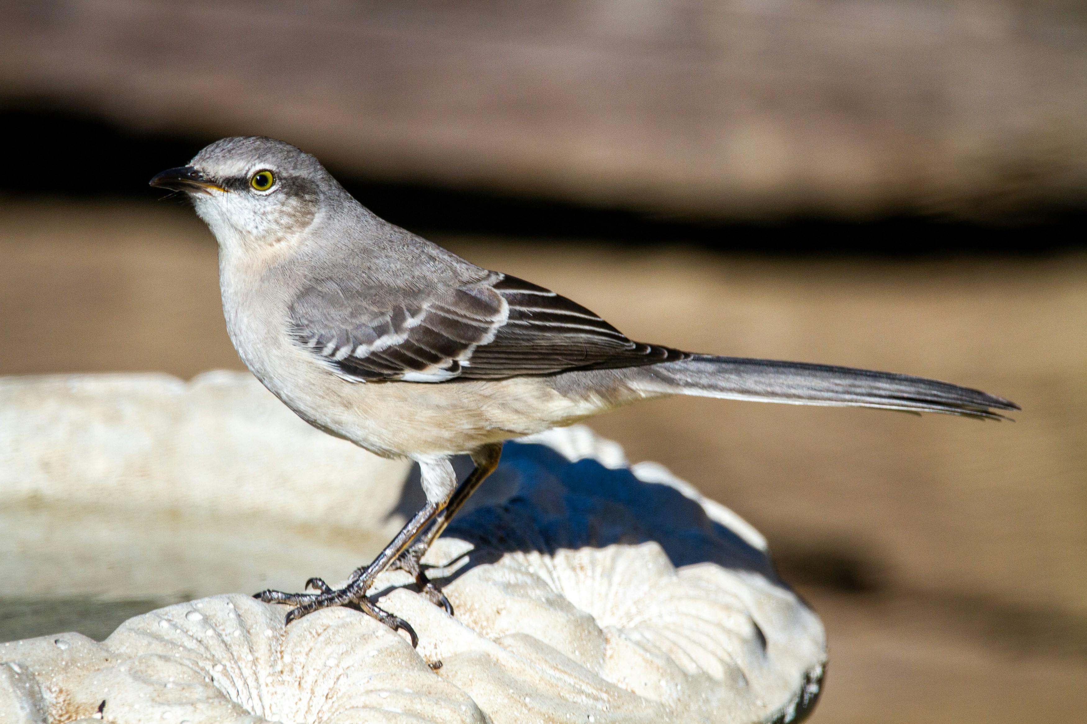 Shell-Carved Birdbath Moment: Gray Warbler in Sunlit Focus