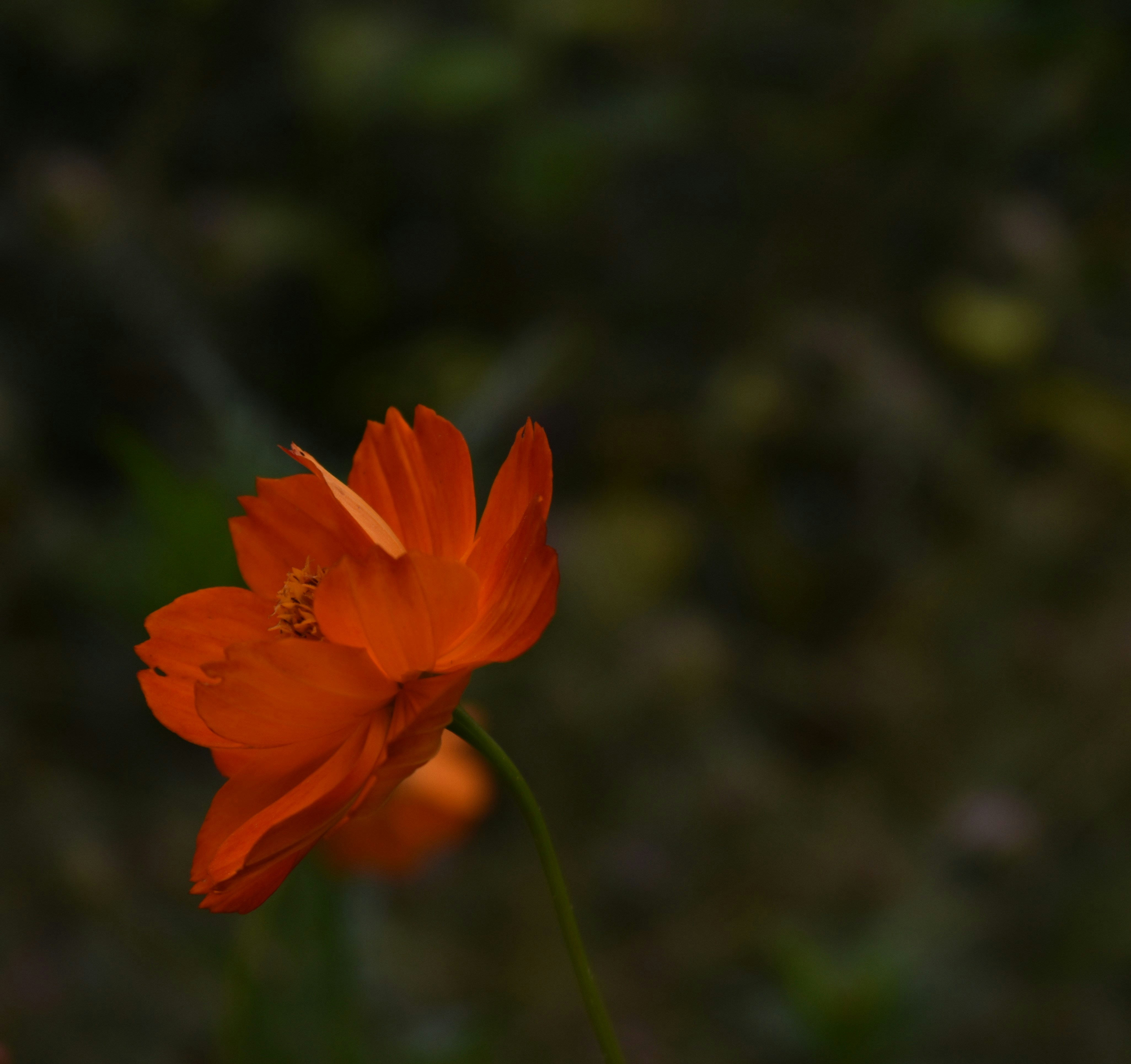 Orange Cosmos flower facing out of the frame. 