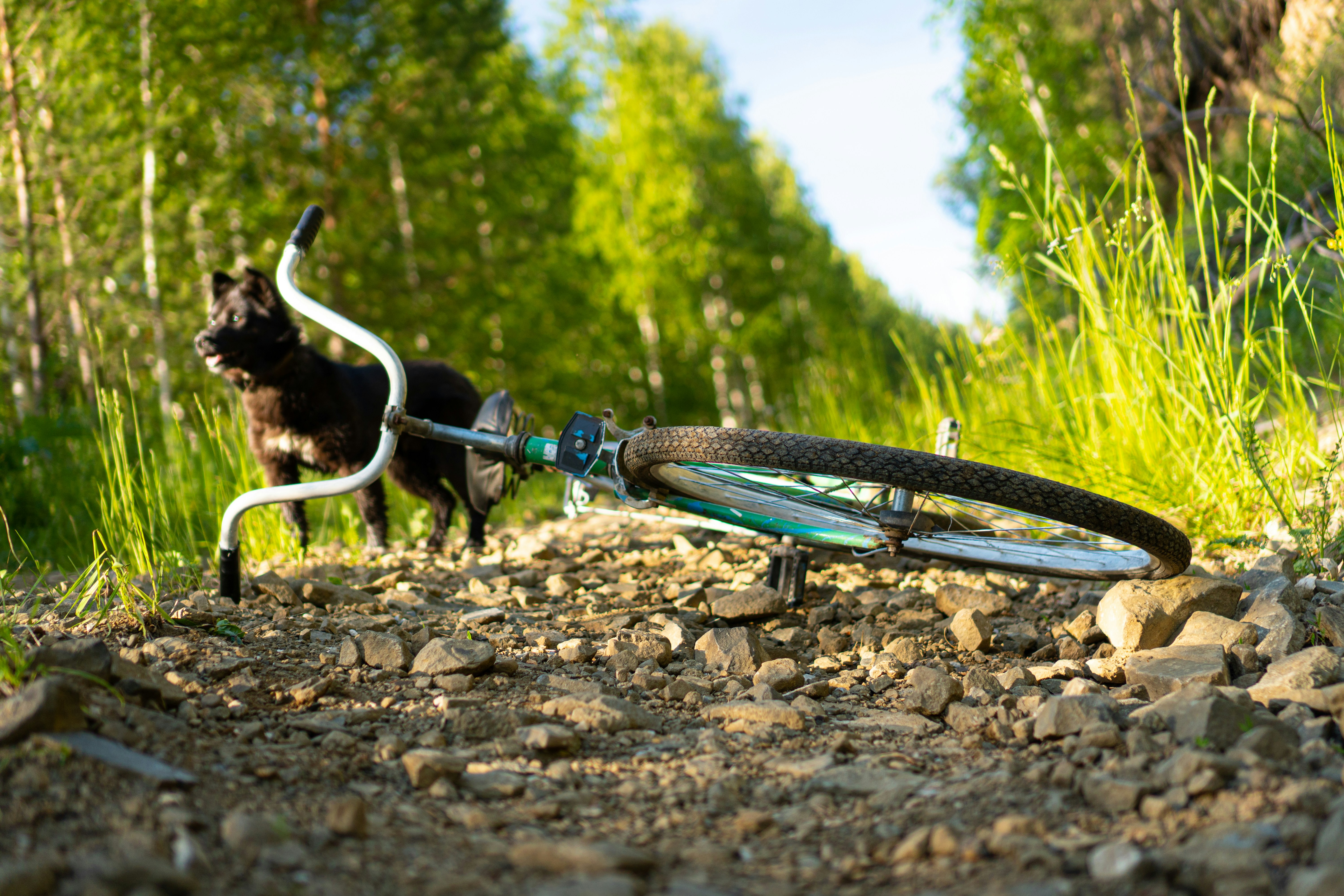 Bent Bar on a Sunlit Forest Trail: A Bicycle's Quiet Repose