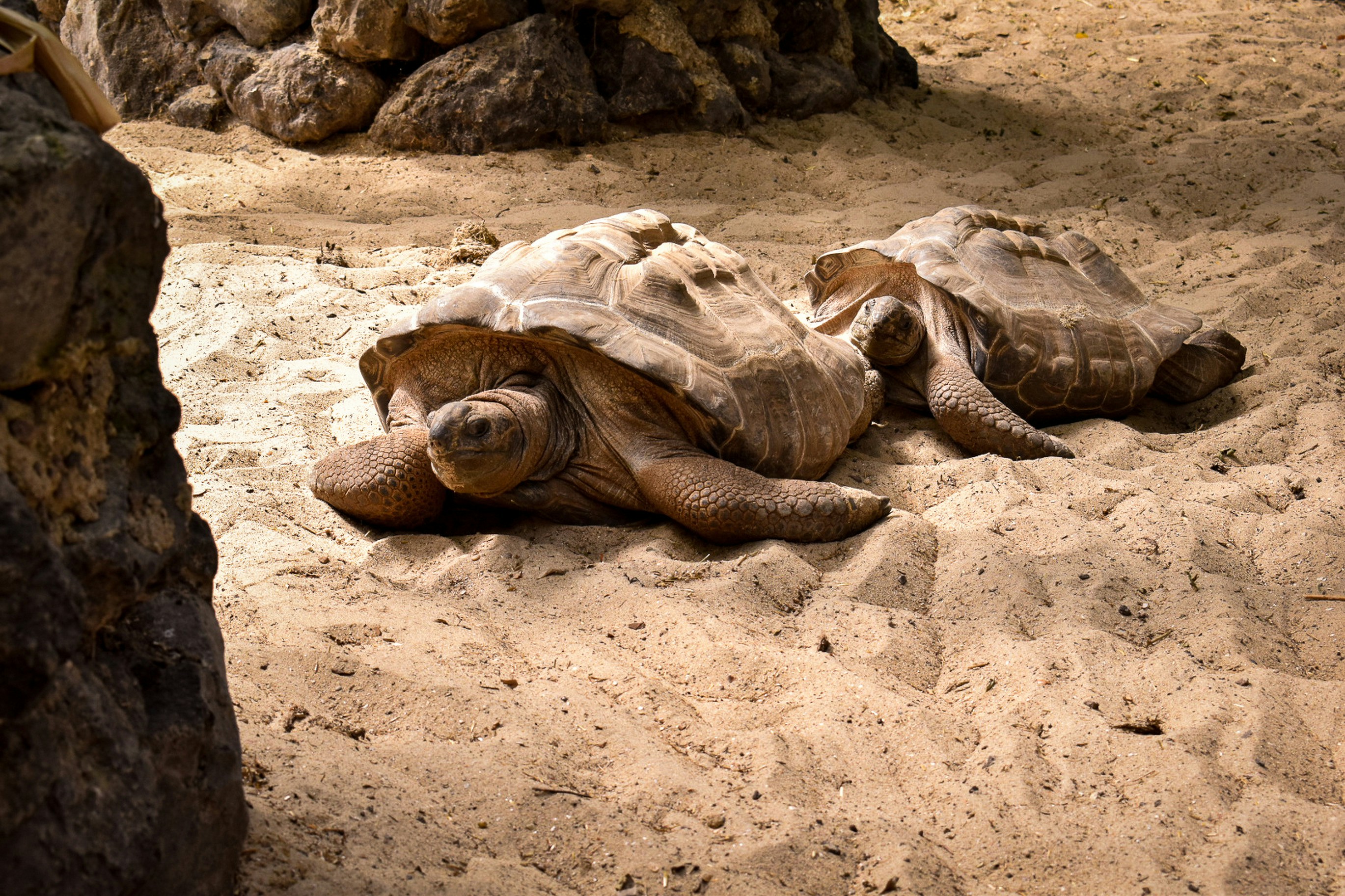 Sunlit Repose: Two Desert Tortoises Pause by a Rocky Outcrop