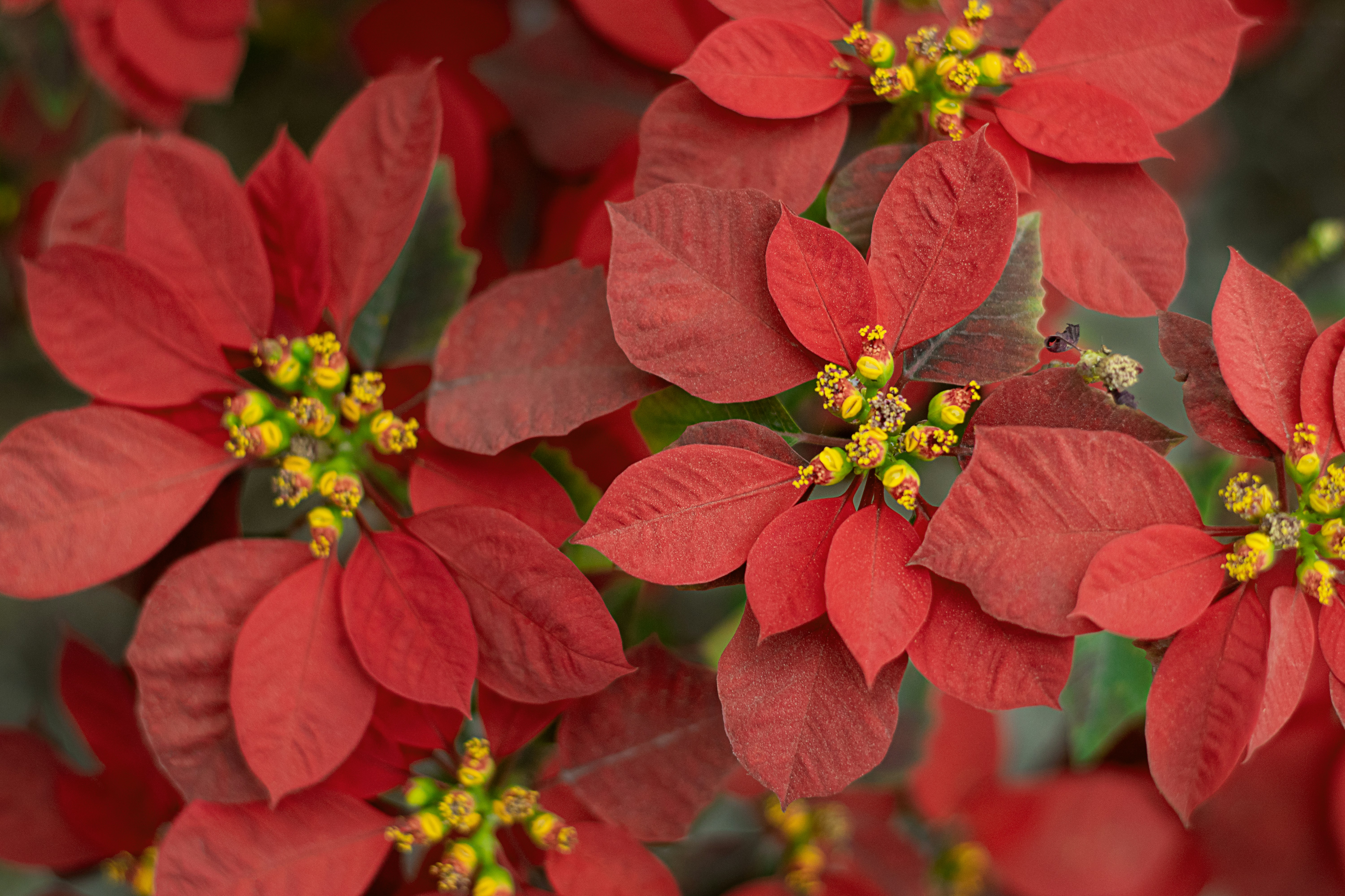Fleur rouge et jaune dans une lentille à bascule photo – Photo Calcutta ...