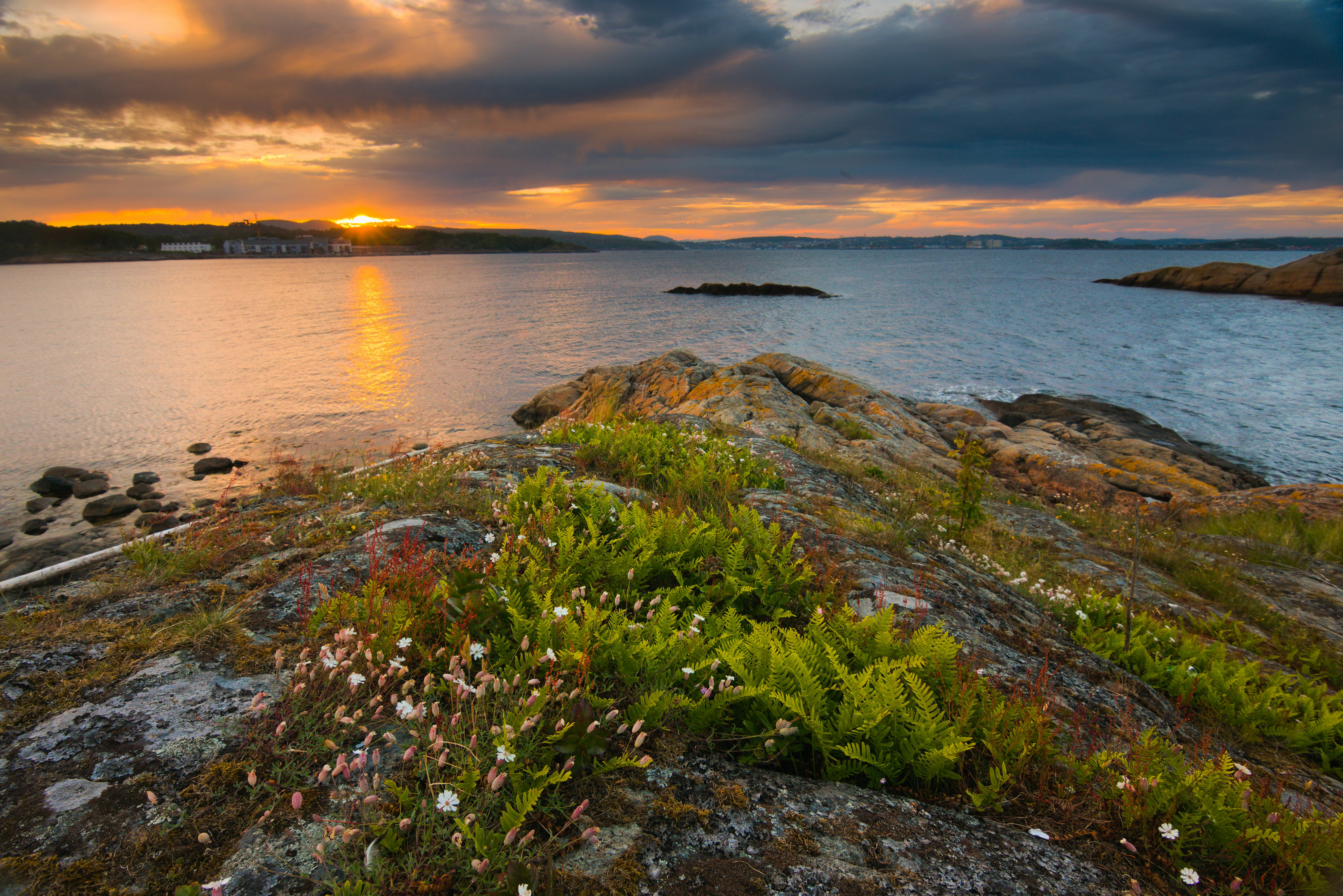Sunset on the Granite Edge: Wildflowers Framing a Quiet Seascape