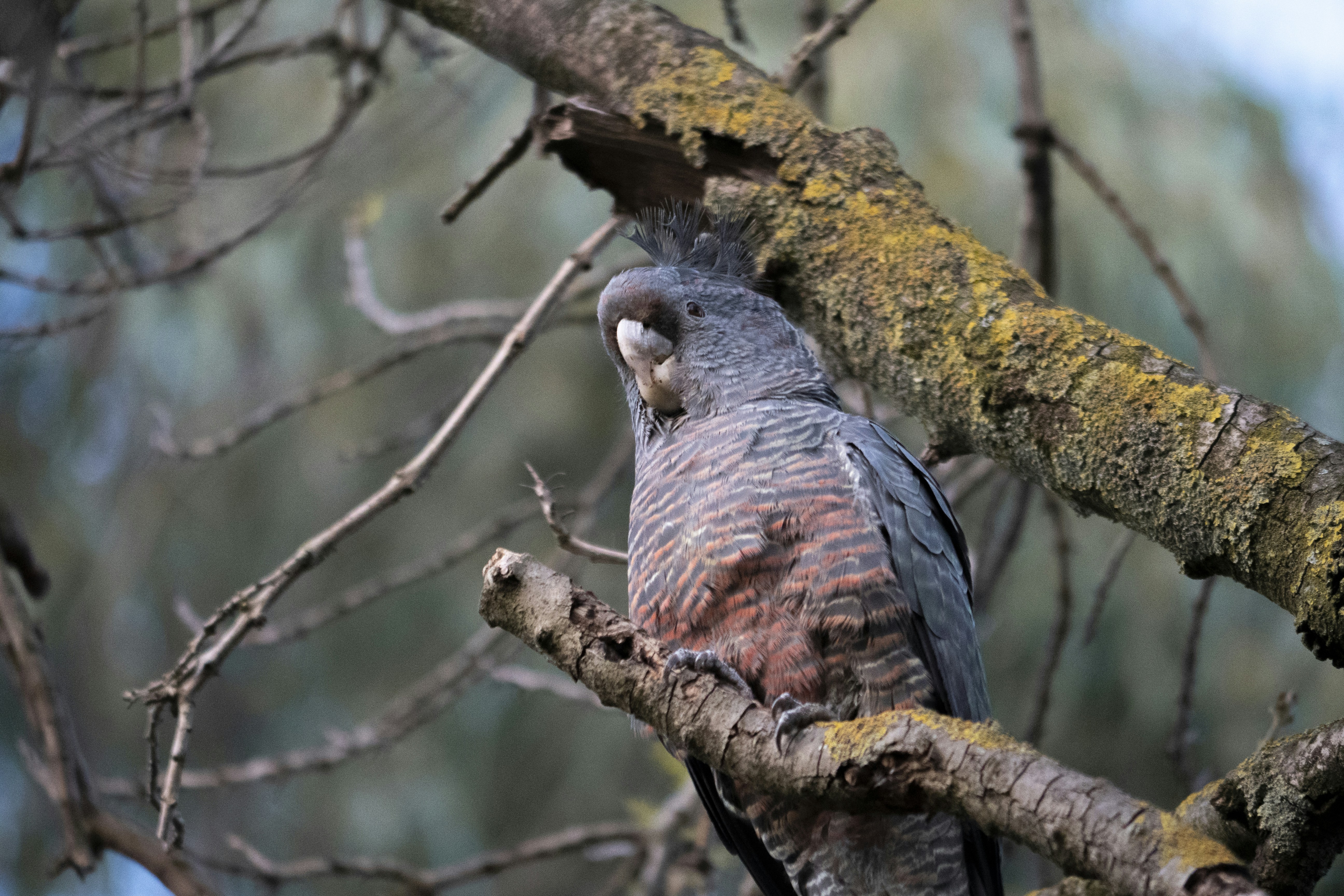 Gang-gang cockatoo perched on a moss-covered branch in a lush forest setting.