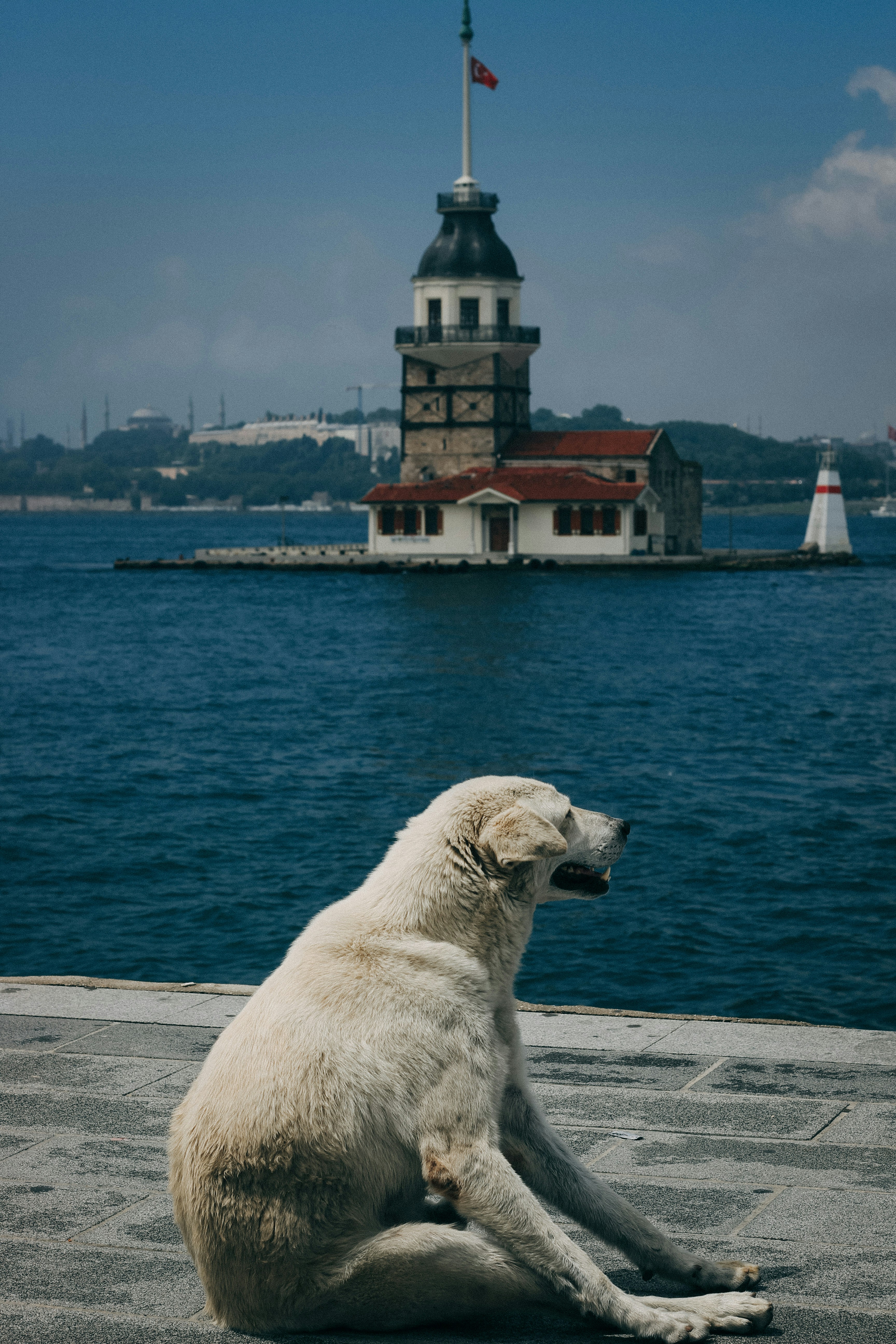 yellow labrador retriever lying on the beach during daytime