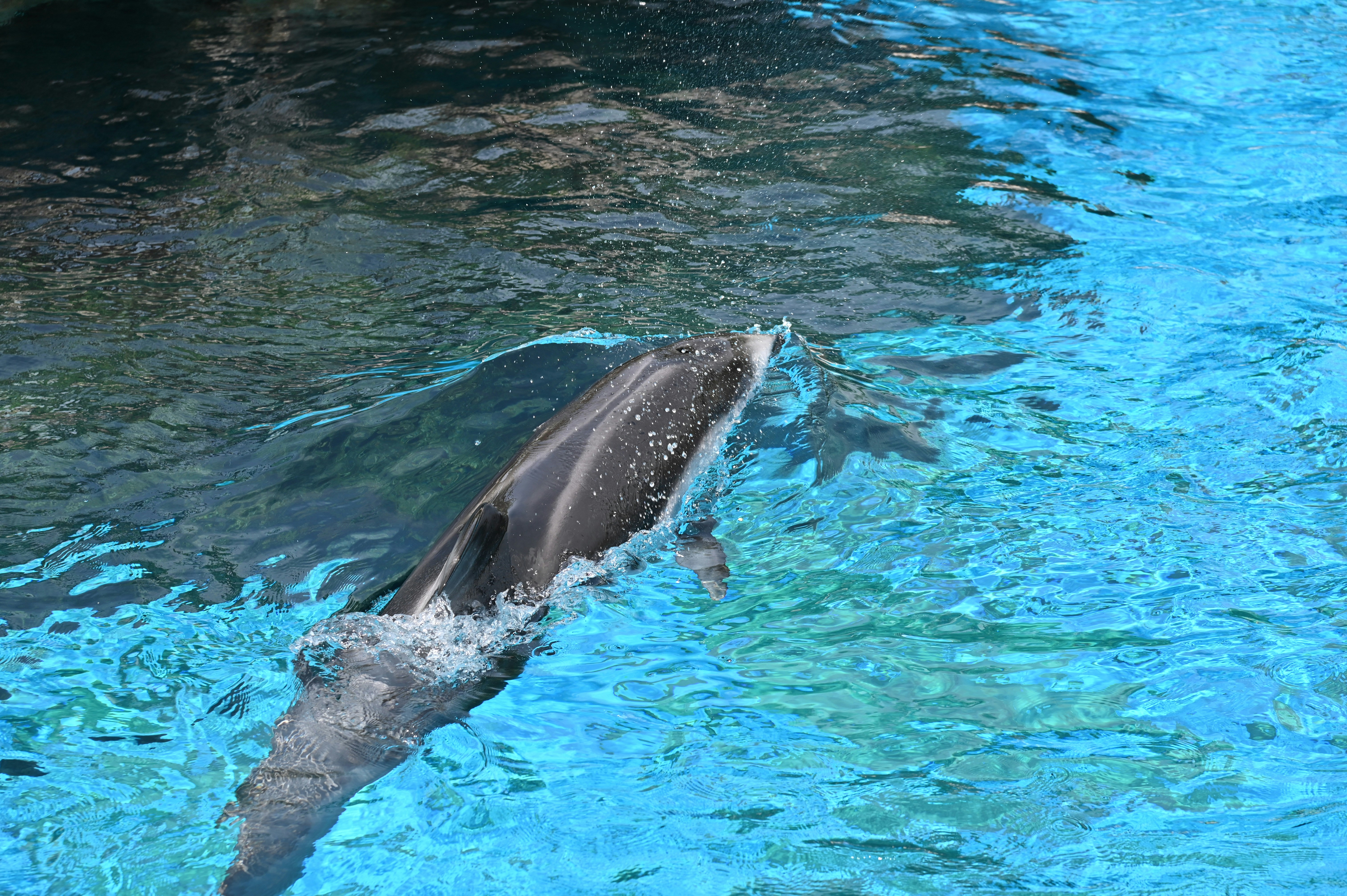 Azure Glide: A Dolphin Breaks the Prism in Clear Blue Water
