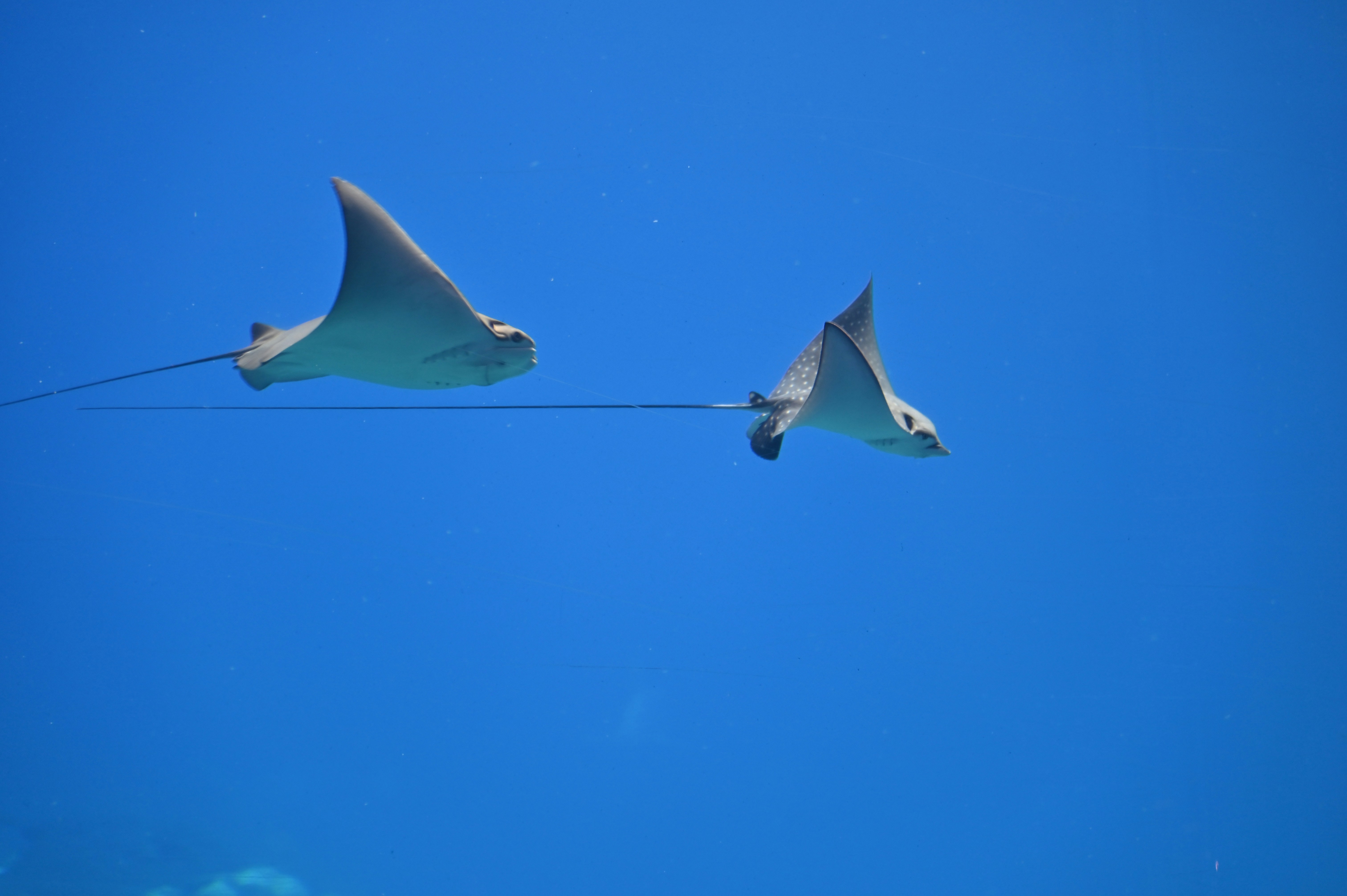 1K+ Manta Ray Pictures | Download Free Images on Unsplash