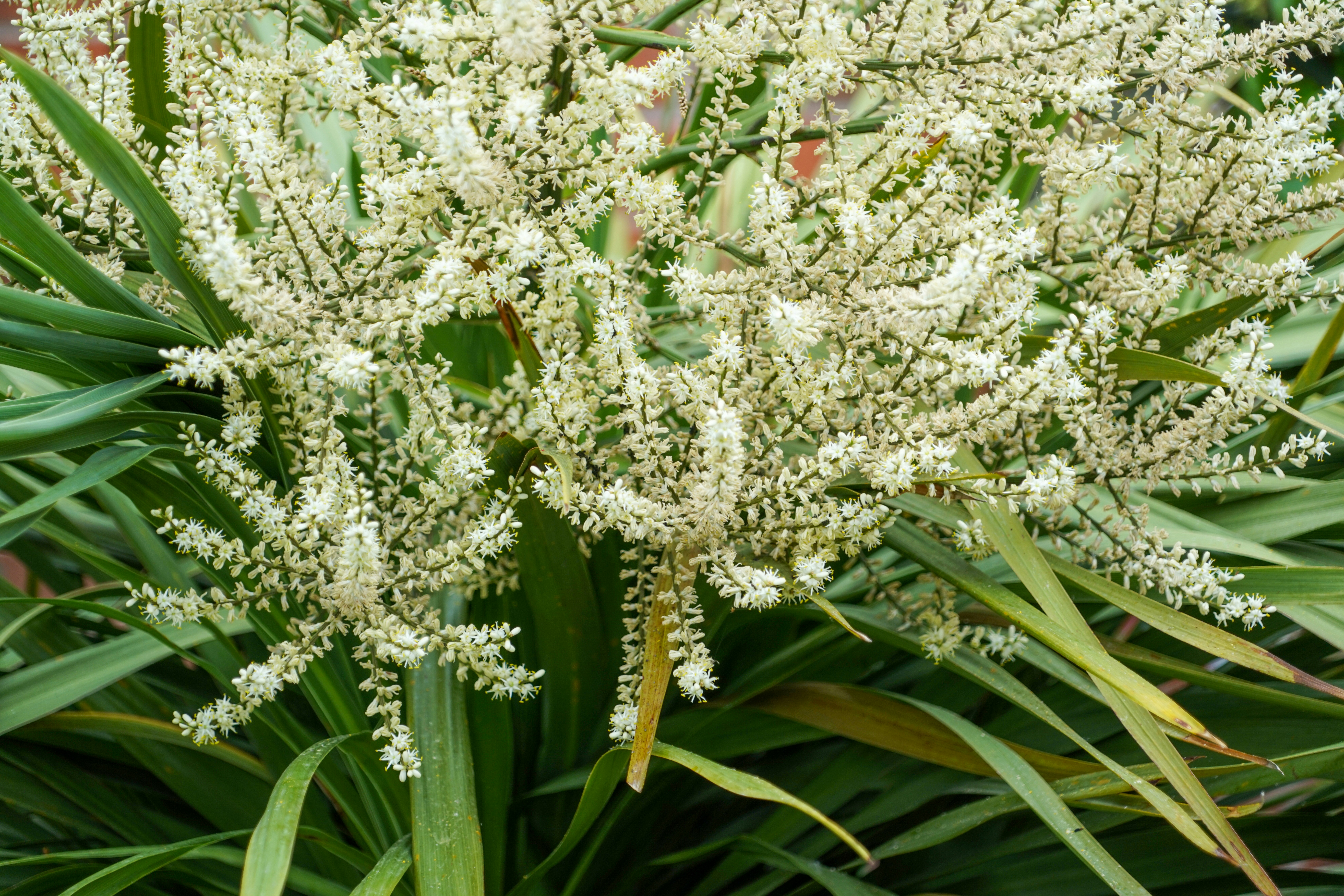 White floral plume over swordlike greens