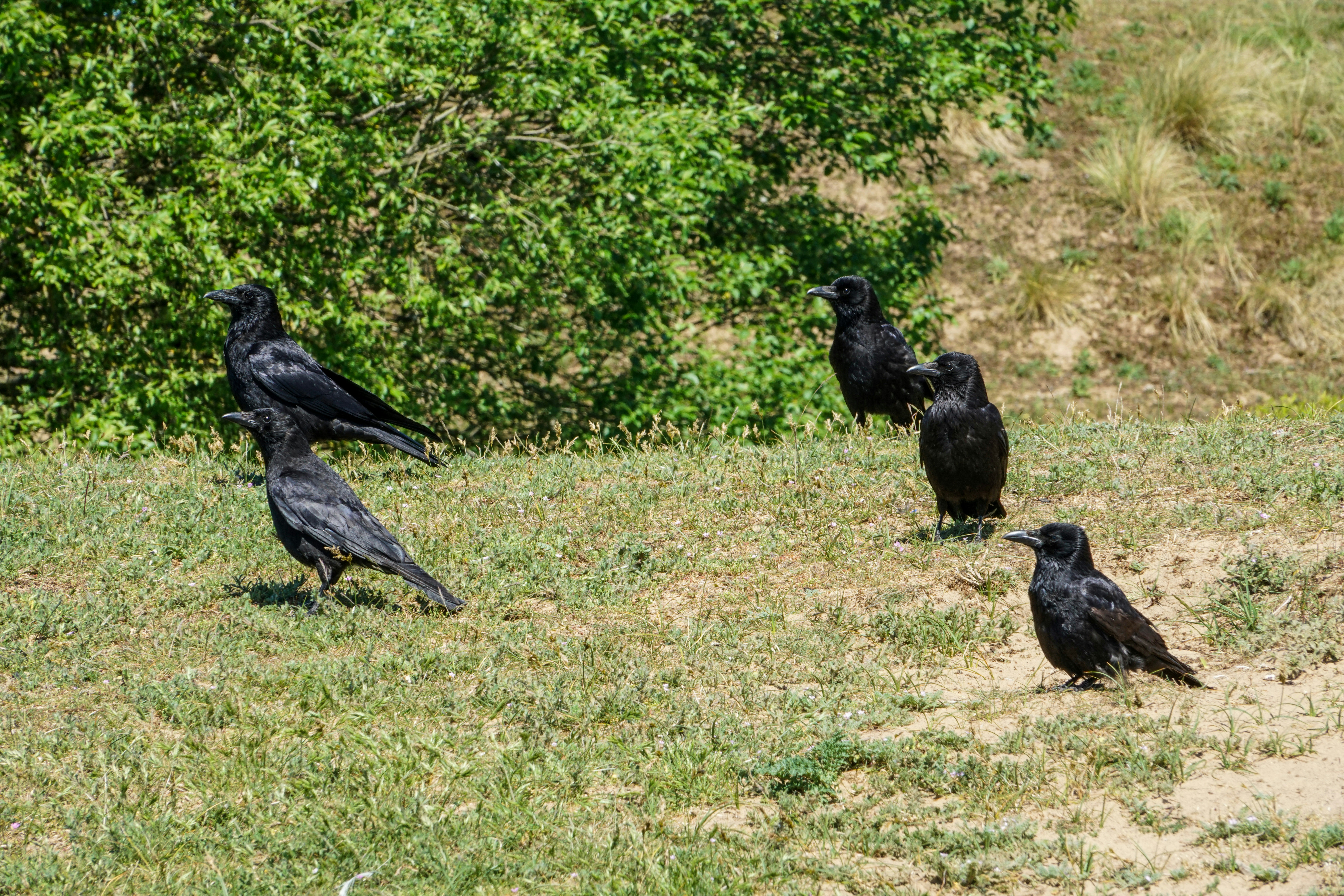 a group of black birds standing on top of a grass covered field