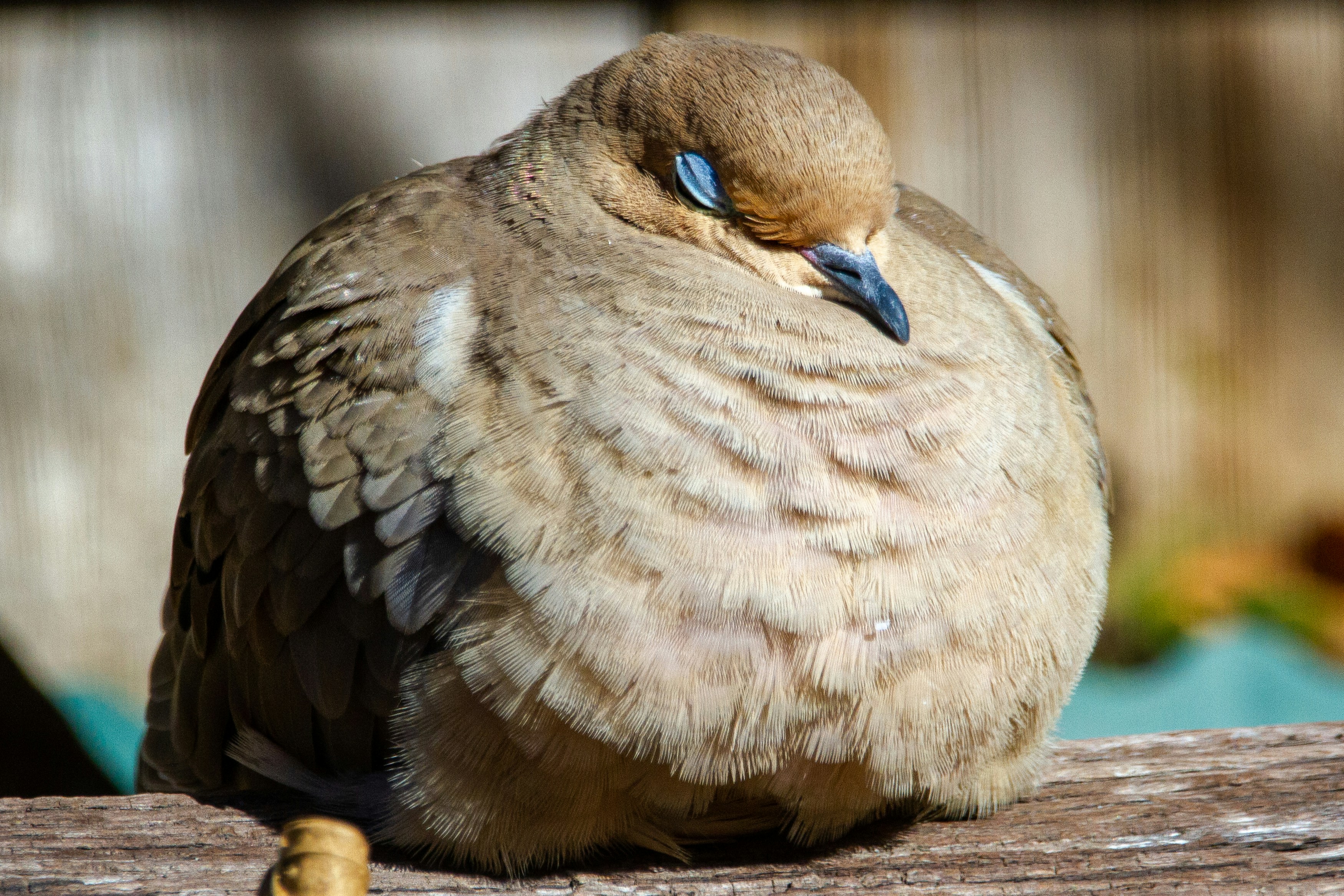 A plump dove resting comfortably on a wooden railing, basking in the sunlight. The soft feathers and relaxed posture convey a sense of tranquility.